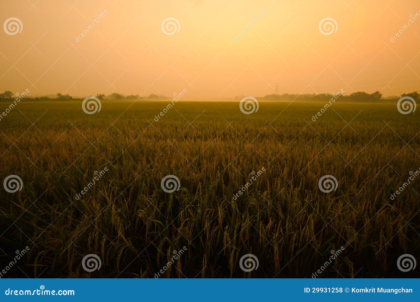 Sunset on green rice farm stock photo. Image of horizon - 29931258