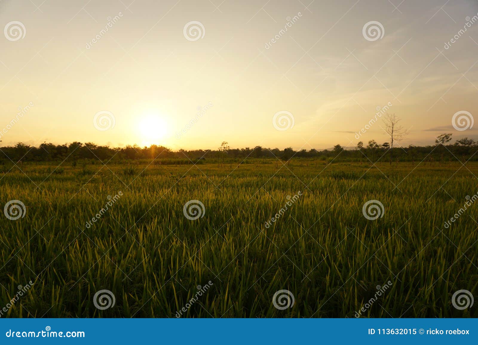 Landscape sunset at field stock image. Image of field - 113632015