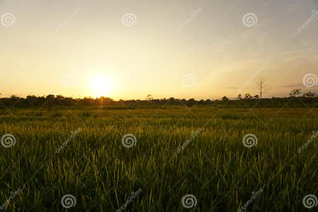 Landscape sunset at field stock image. Image of field - 113632015