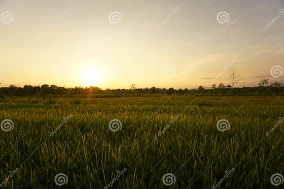 Landscape sunset at field stock image. Image of field - 113632015