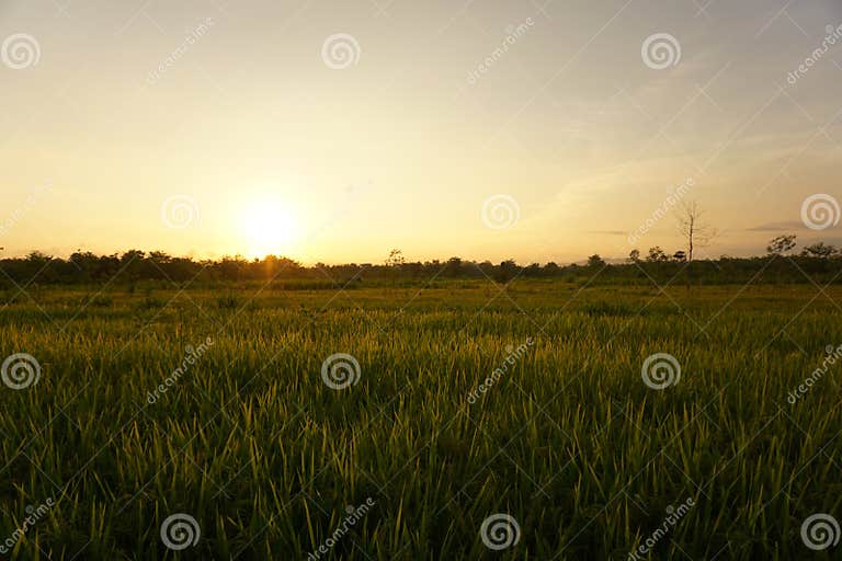 Landscape sunset at field stock image. Image of field - 113632015