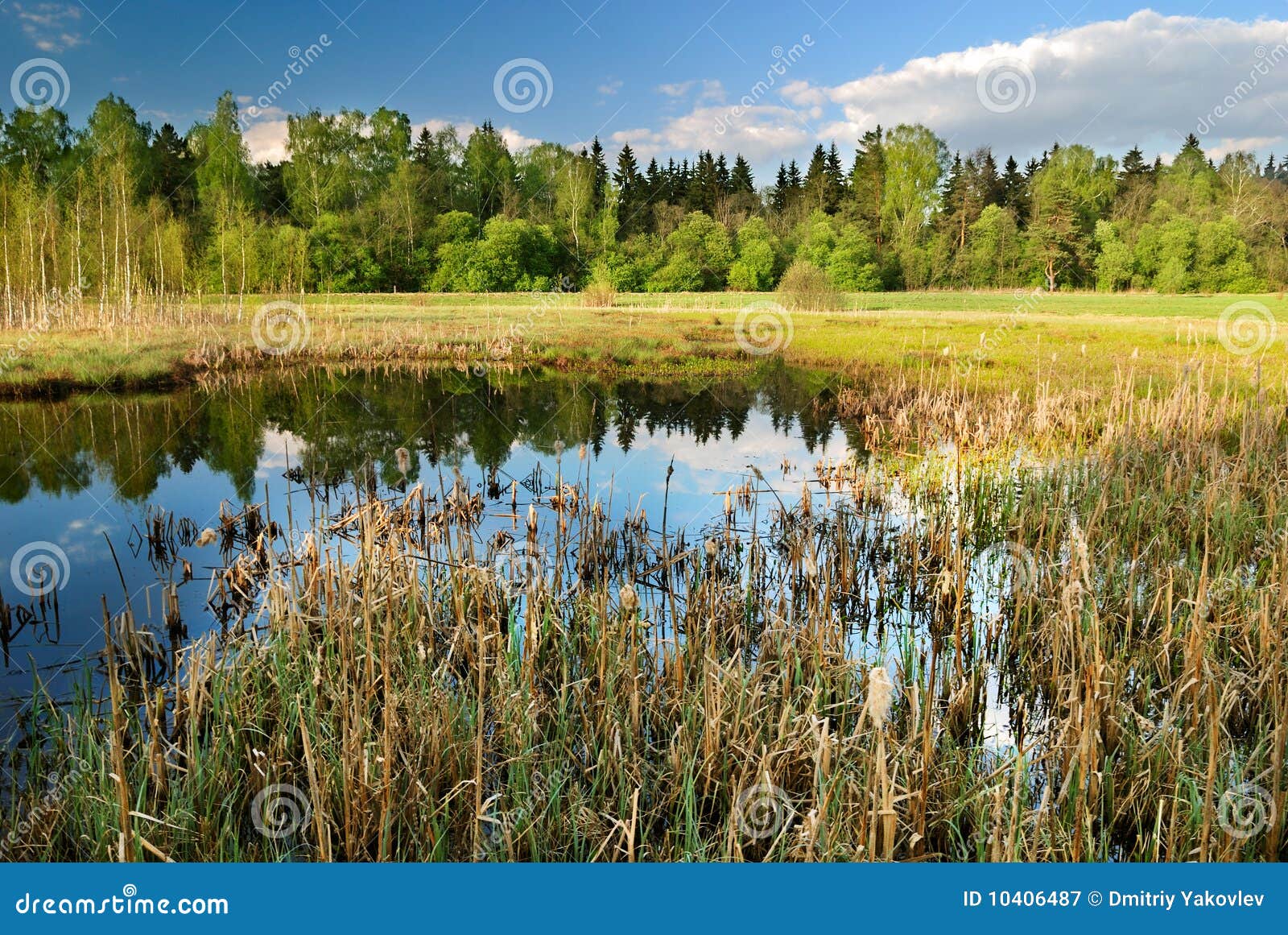 Landscape with swamp stock image. Image of cane, pond - 10406487