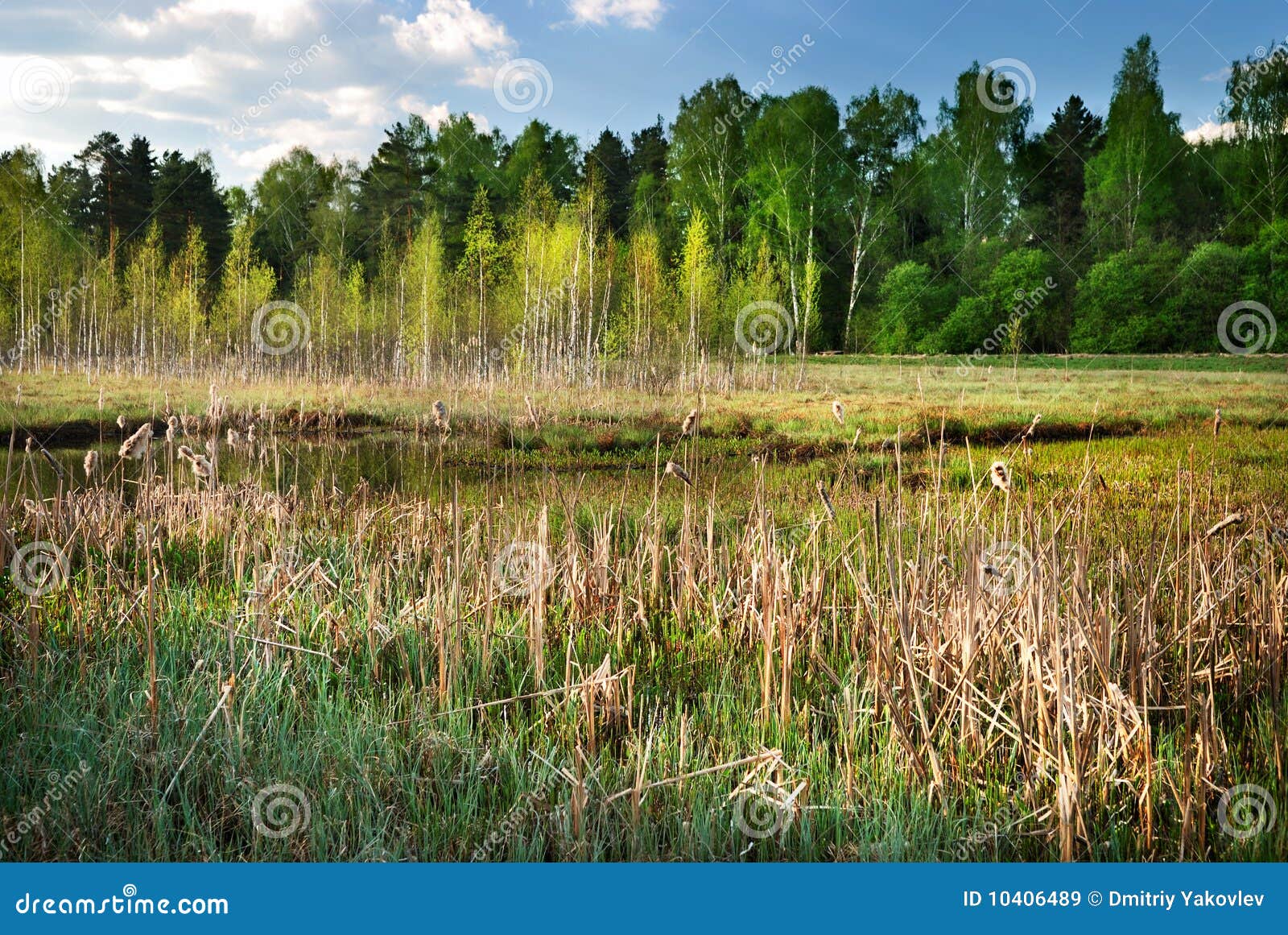 Landscape with swamp stock image. Image of cane, color - 10406489