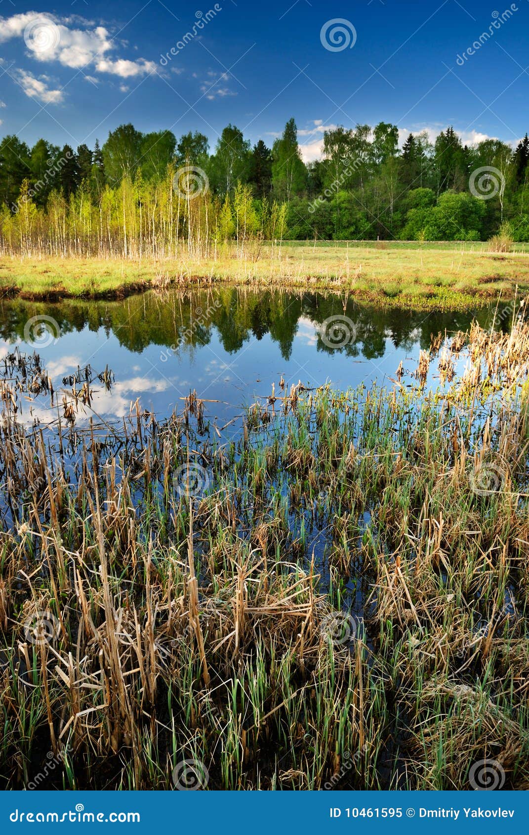 Landscape with swamp stock image. Image of lush, lake - 10461595