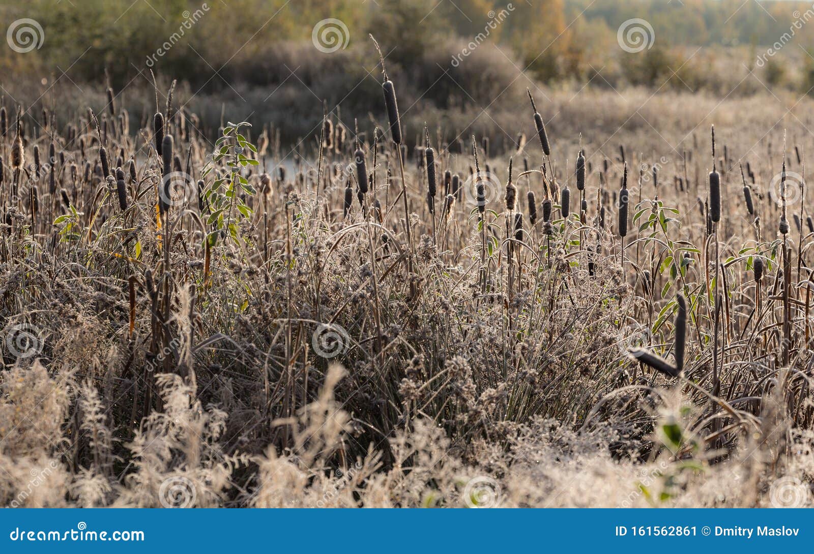 Landscape in a swamp stock image. Image of swamp, color - 161562861