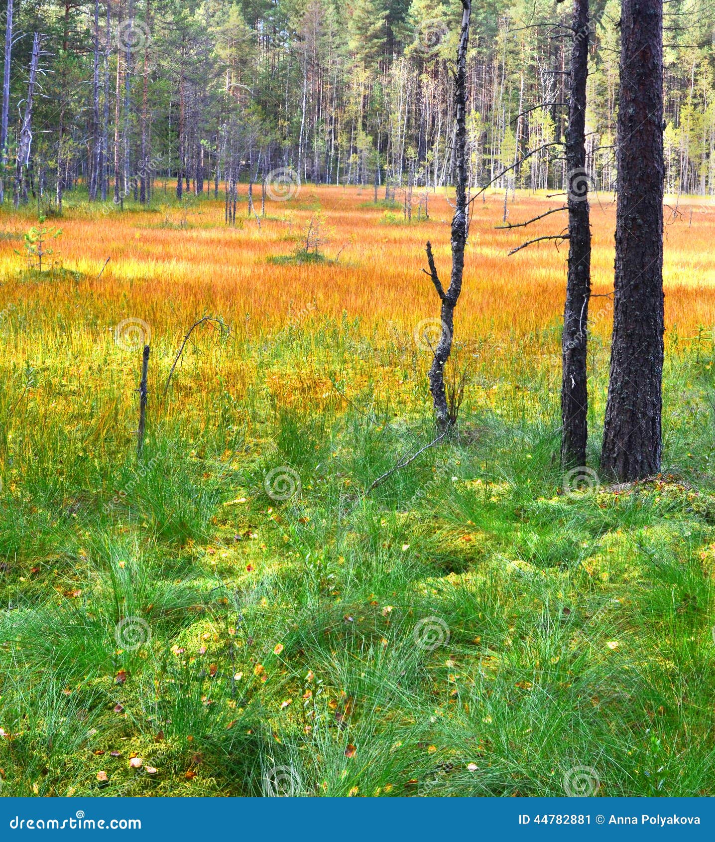 Landscape. swamp. stock image. Image of bush, marsh, peat - 44782881