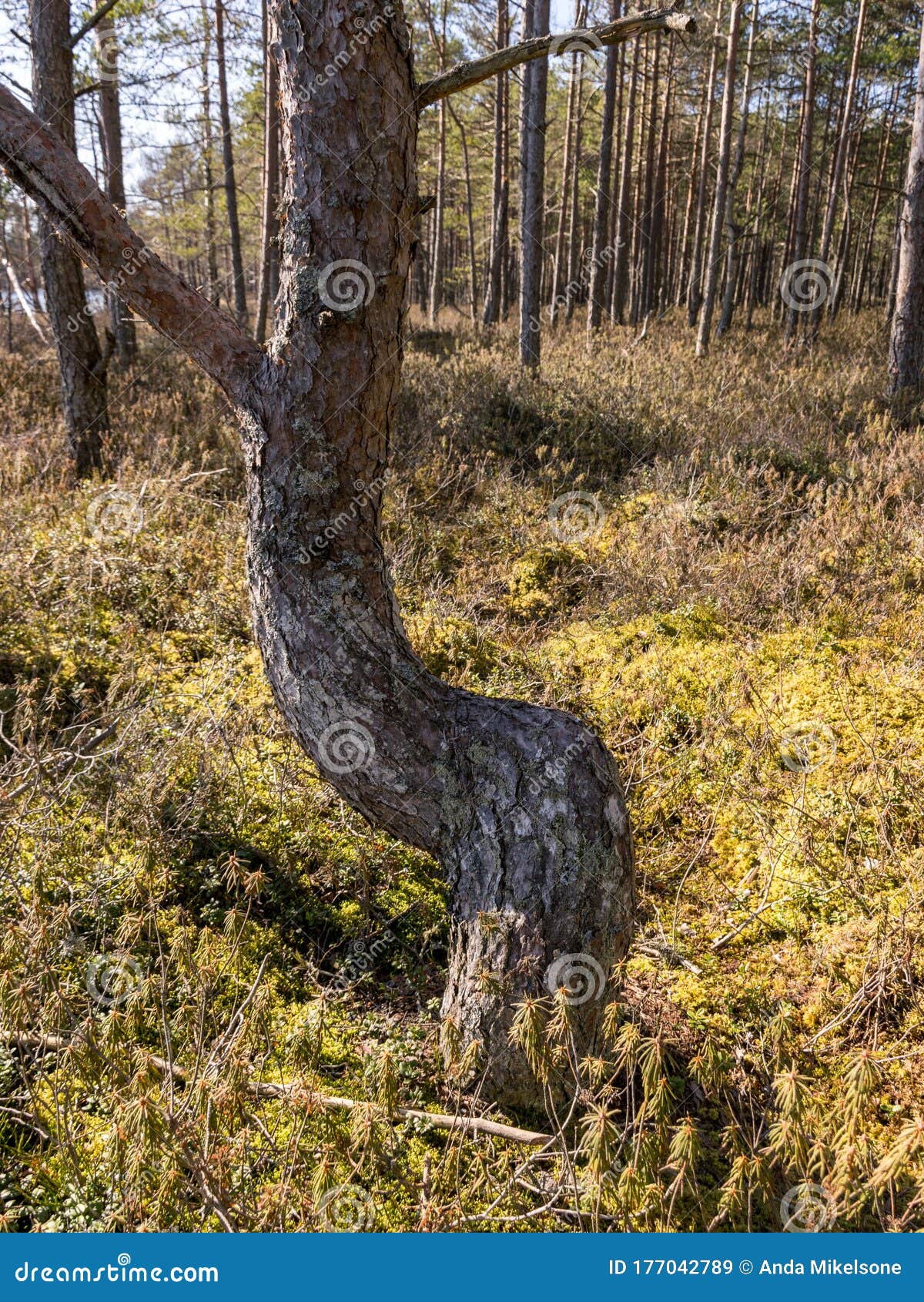 Landscape with a Swamp Pine Silhouette Stock Image - Image of nature ...