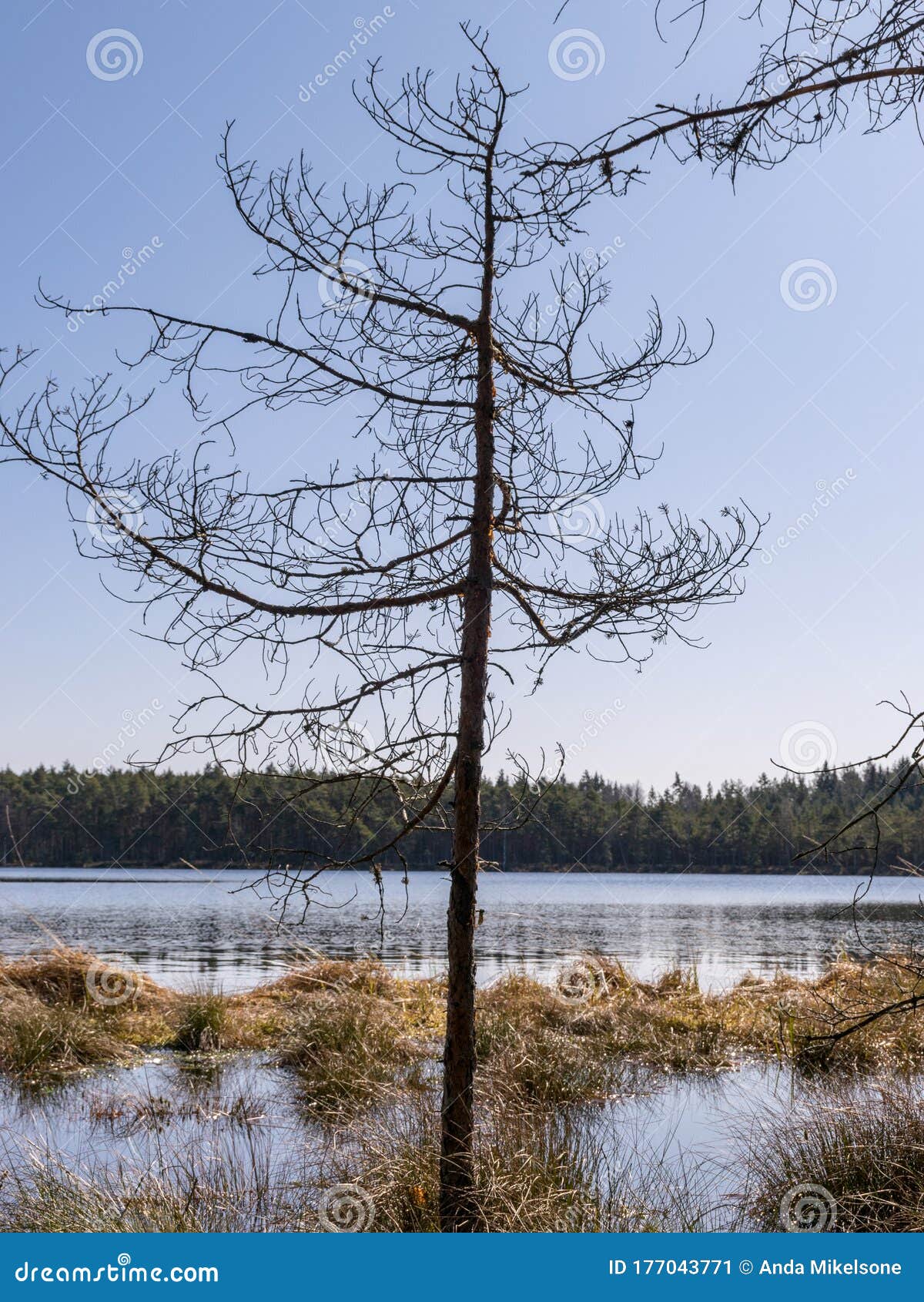Landscape with a Swamp Pine Silhouette Stock Image - Image of nature ...