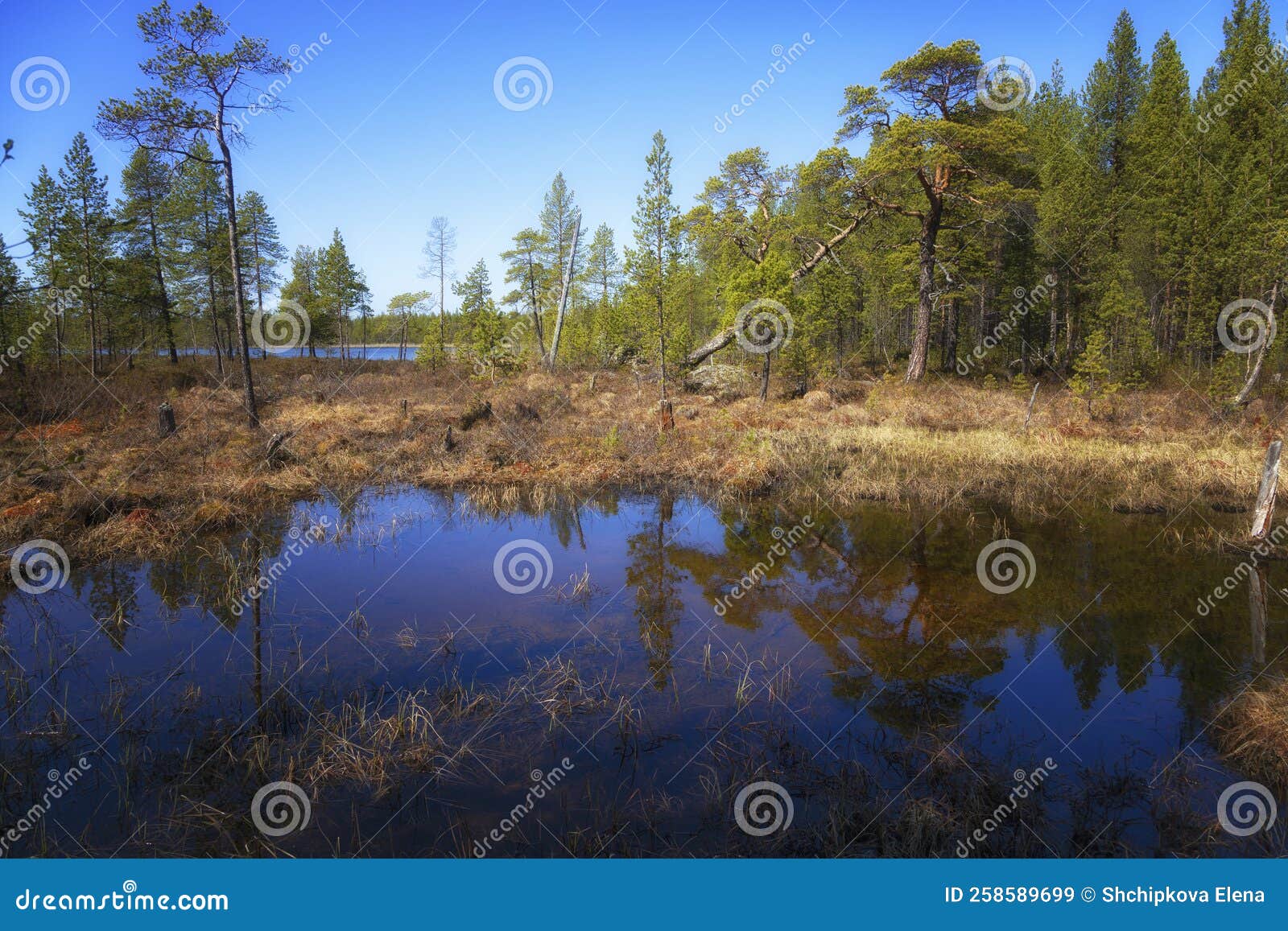 Landscape with Swamp and Pines. Arctic Stock Image - Image of season ...