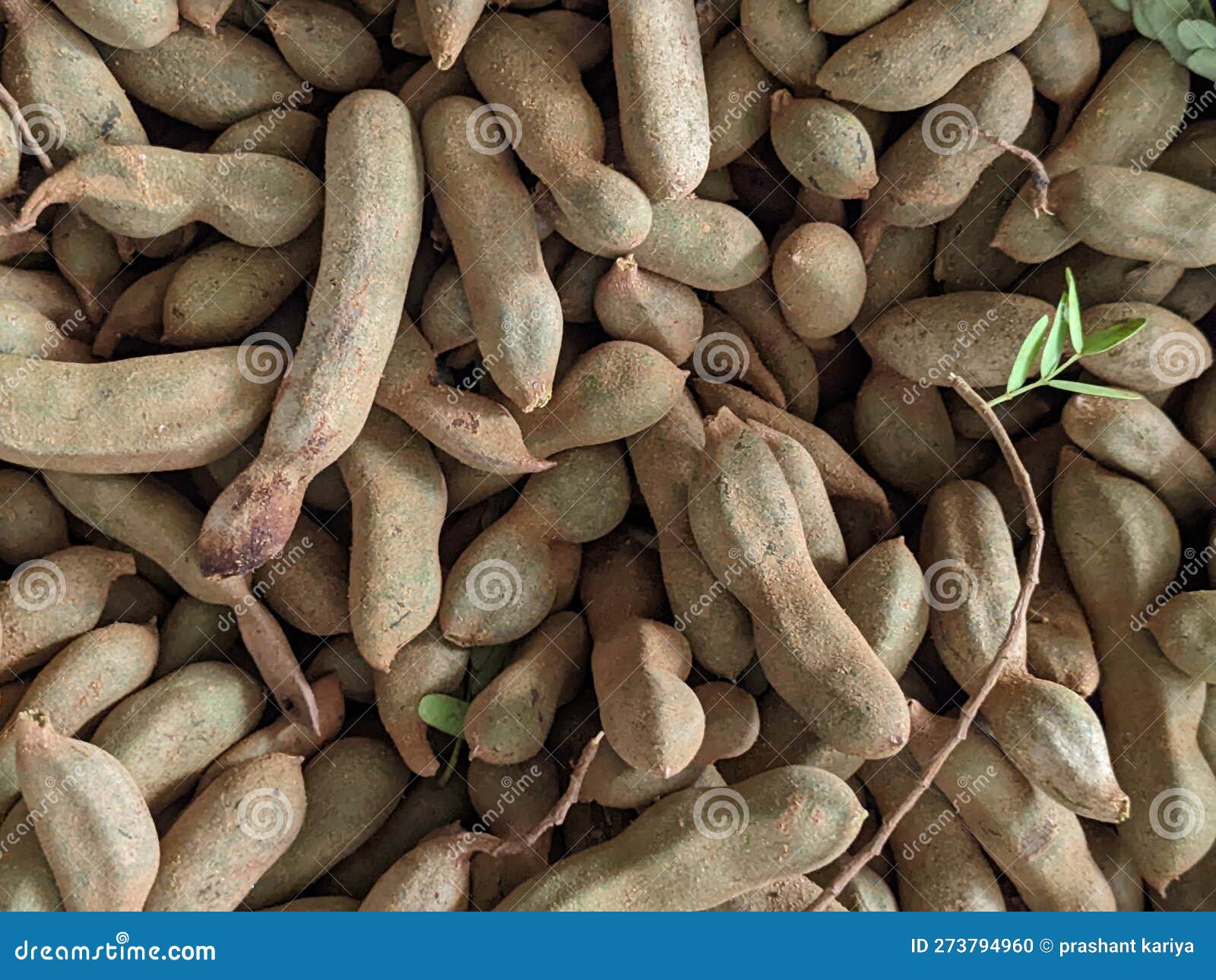 Landscape of Tamarind or Imli Stock Photo - Image of produce, trunk ...