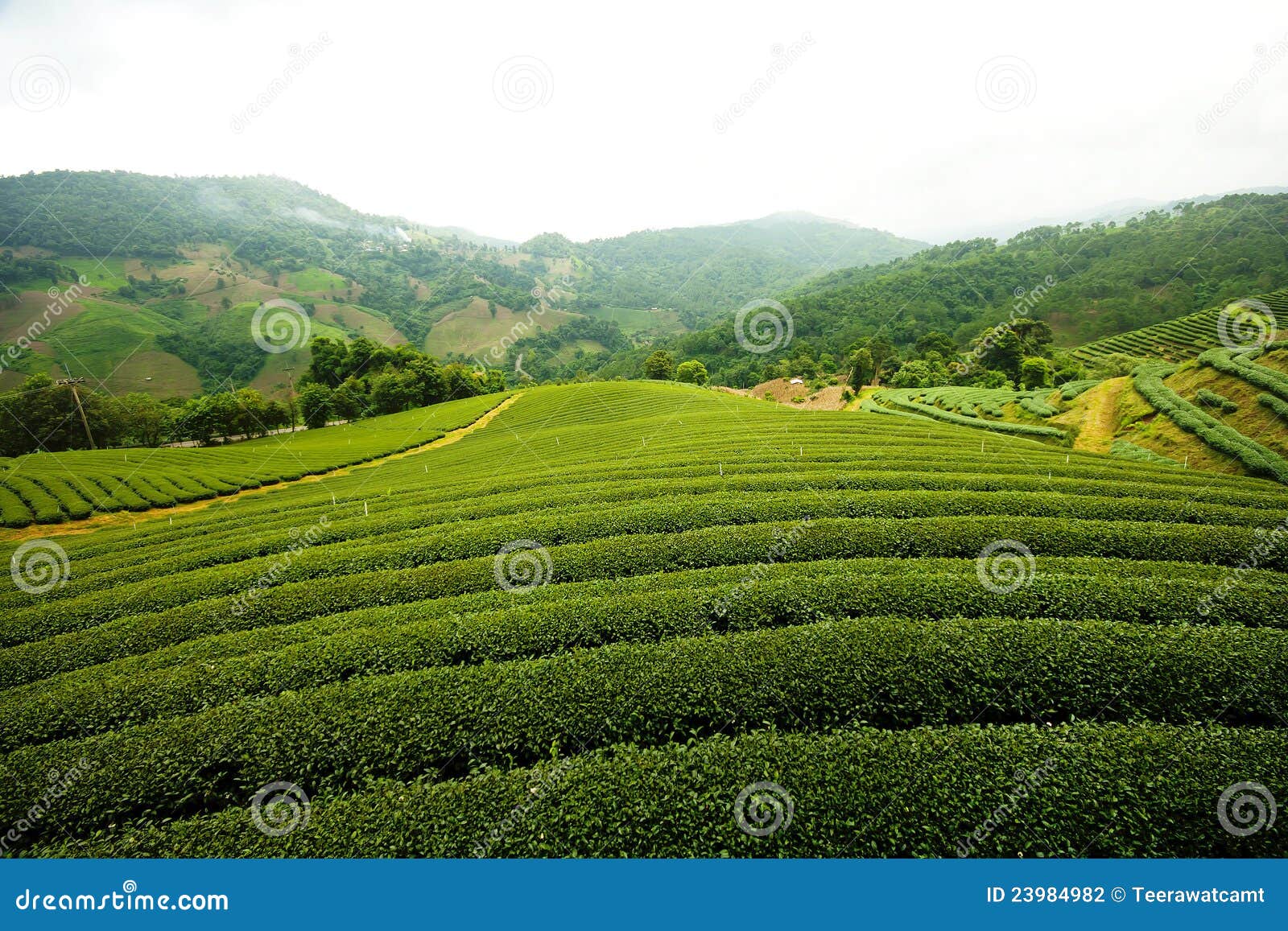 Landscape of Tea Field stock photo. Image of fresh, traditional - 23984982
