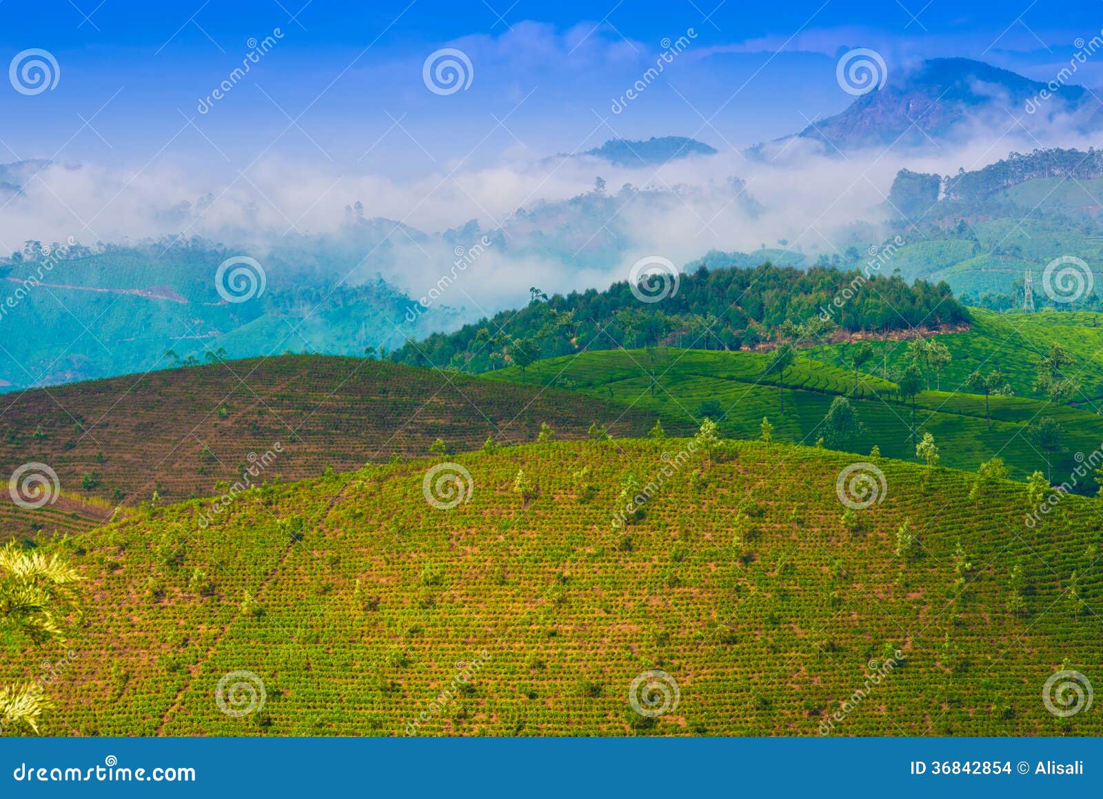 Landscape Tea Plantation with Young Shoots of Tea Stock Photo - Image ...