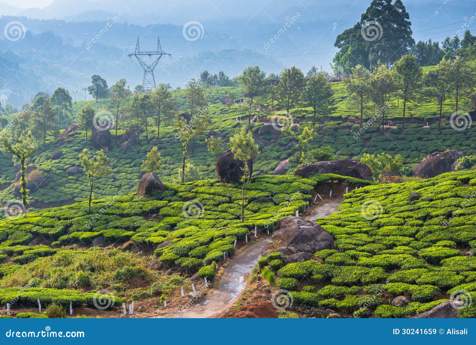 Landscape of the Tea Plantations Stock Image - Image of fresh, clouds ...