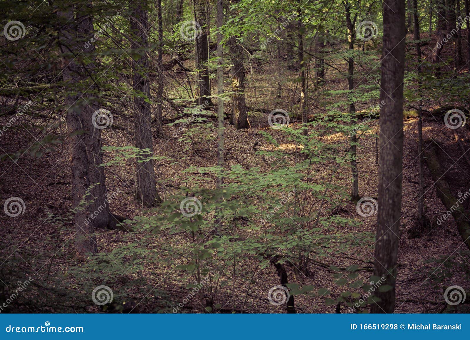 Landscape of a Temperate Deciduous Forest Stock Photo - Image of forest ...