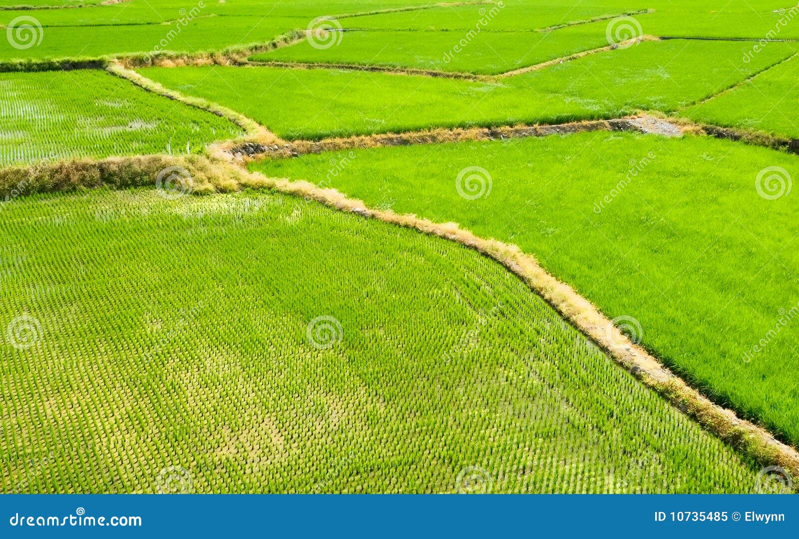 Landscape of Terraced Field Stock Image - Image of irrigation ...