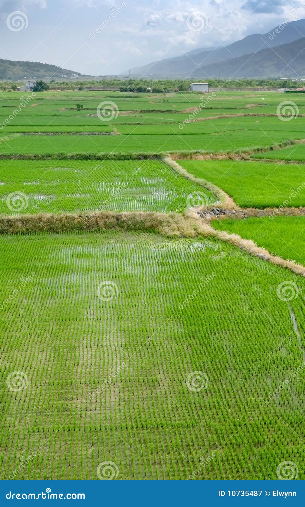 Landscape of Terraced Field Stock Image - Image of asian, freshness ...