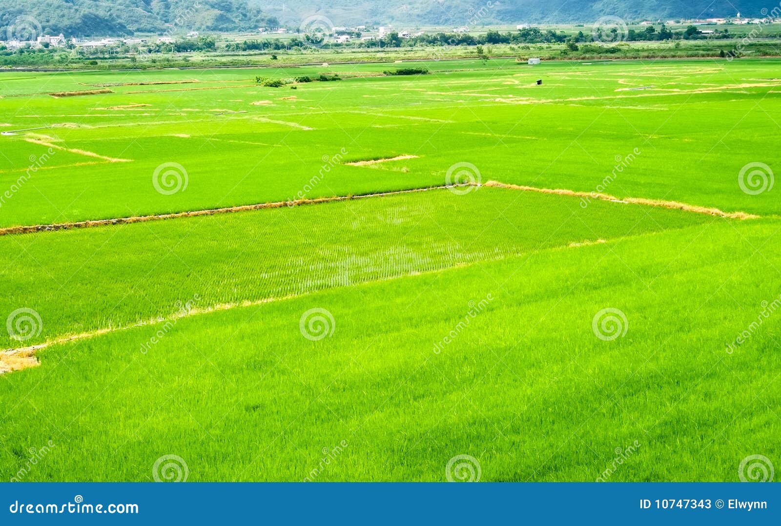 Landscape of Terraced Field Stock Image - Image of environment ...