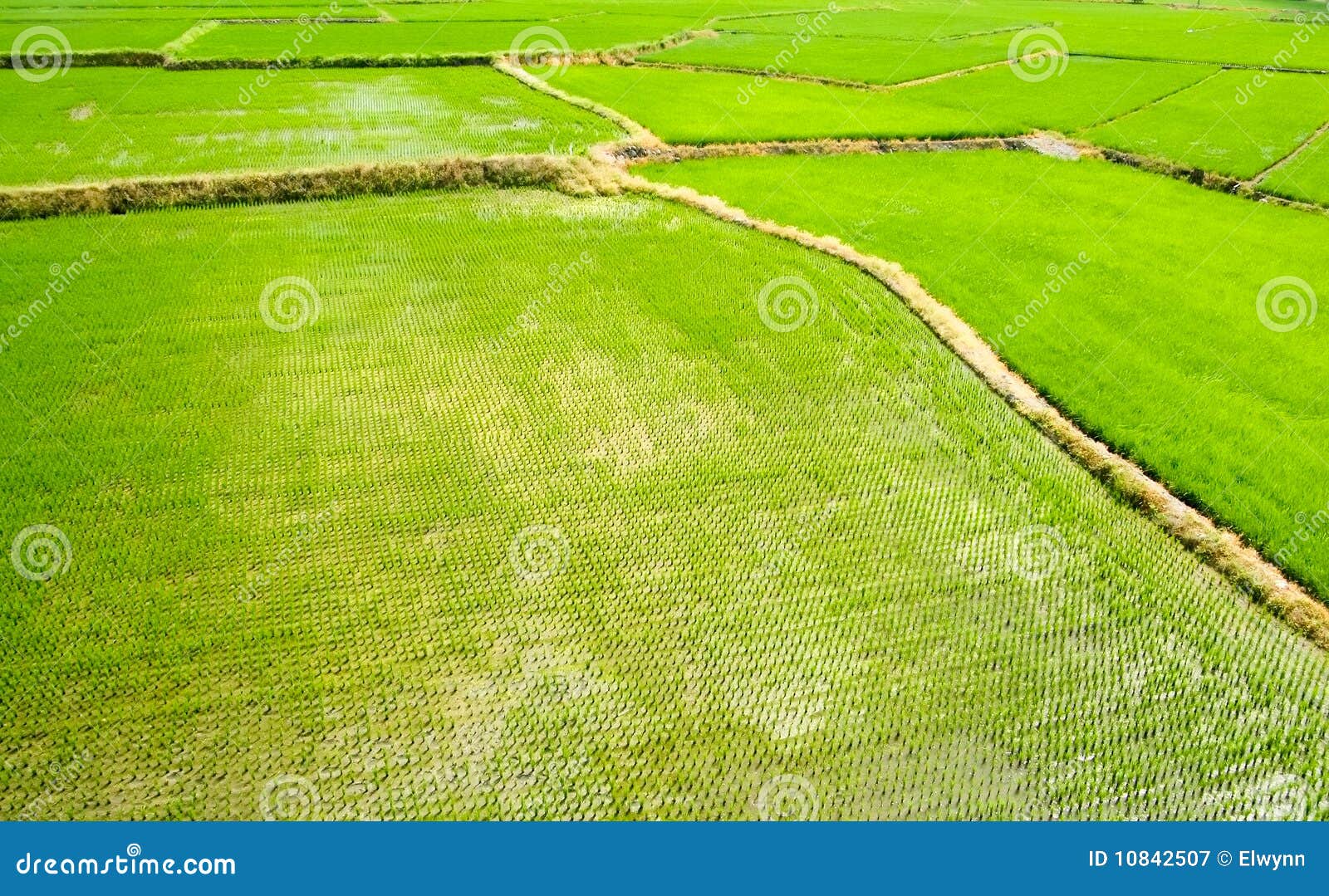 Landscape of Terraced Field Stock Image - Image of growth, lush: 10842507