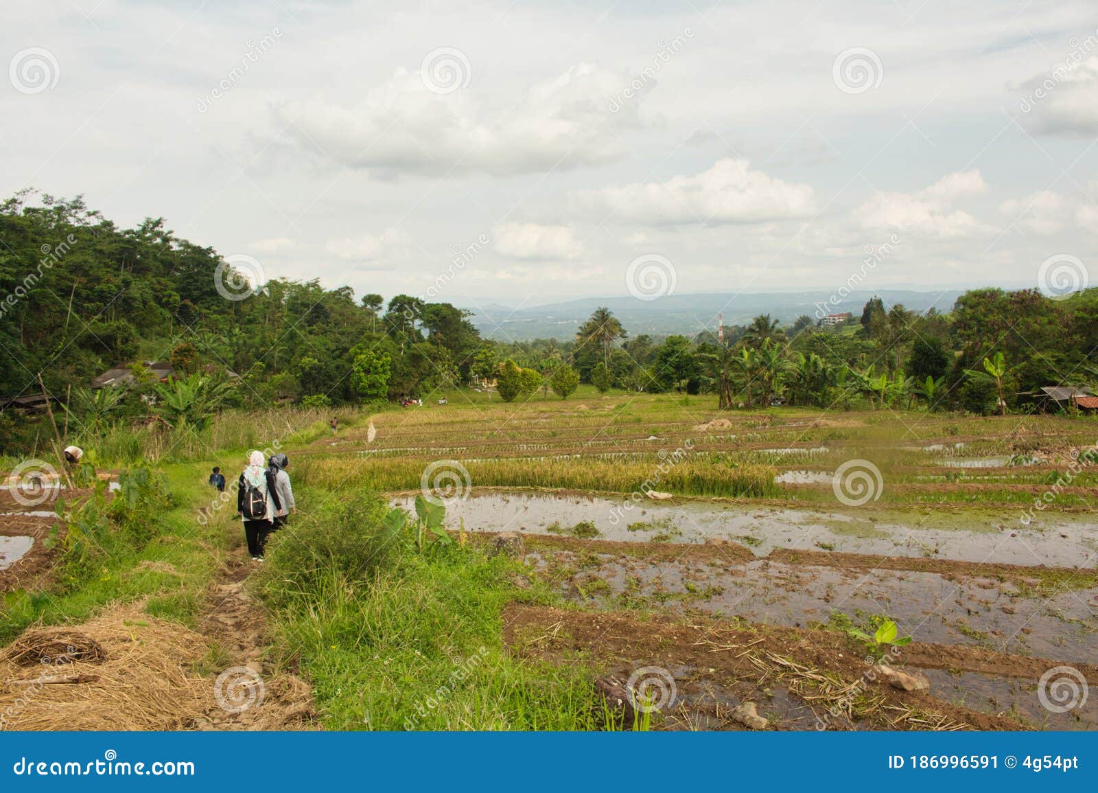 Landscape of Terraced Rice Fields in Sukabumi, West Java, Indonesia ...