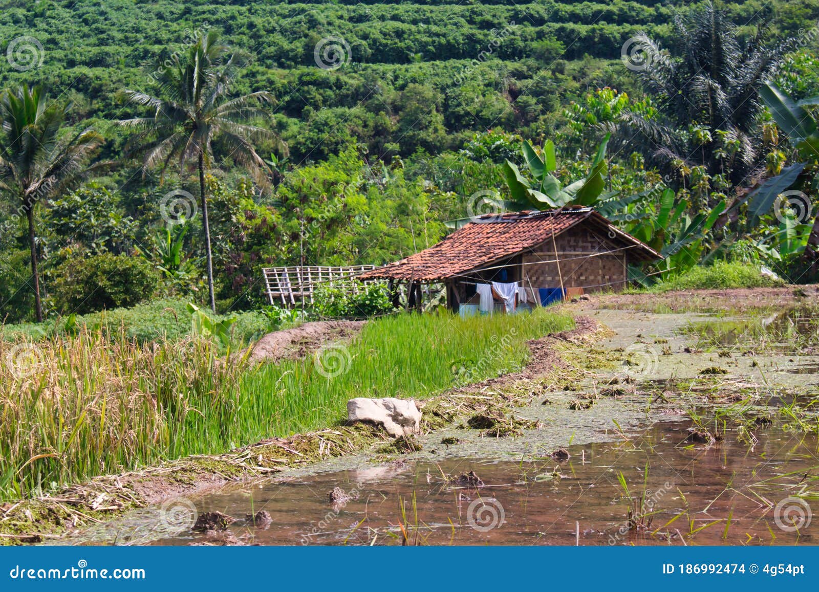 Landscape of Terraced Rice Fields in Sukabumi, West Java, Indonesia ...