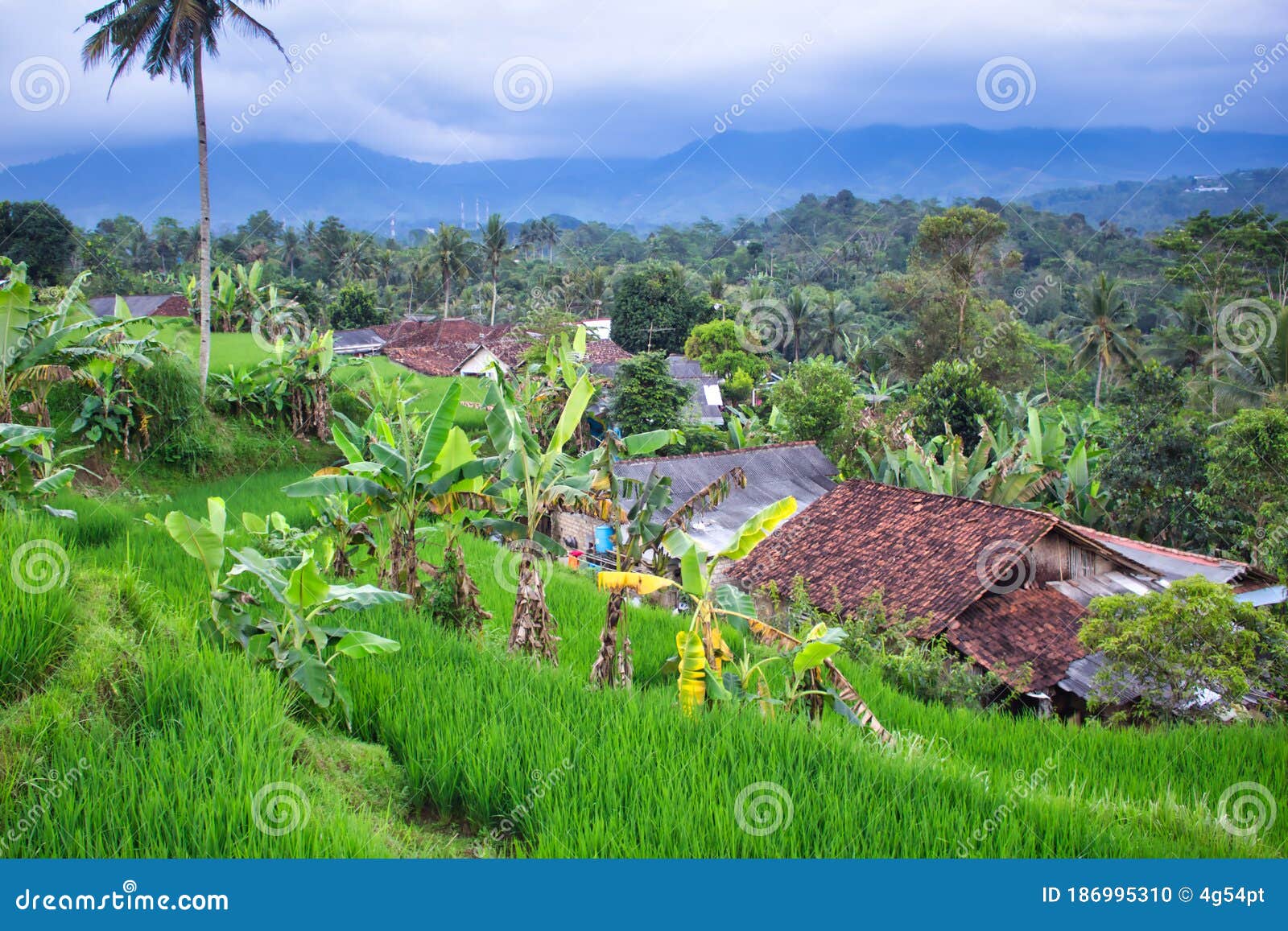 Landscape of Terraced Rice Fields in Sukabumi, West Java, Indonesia ...
