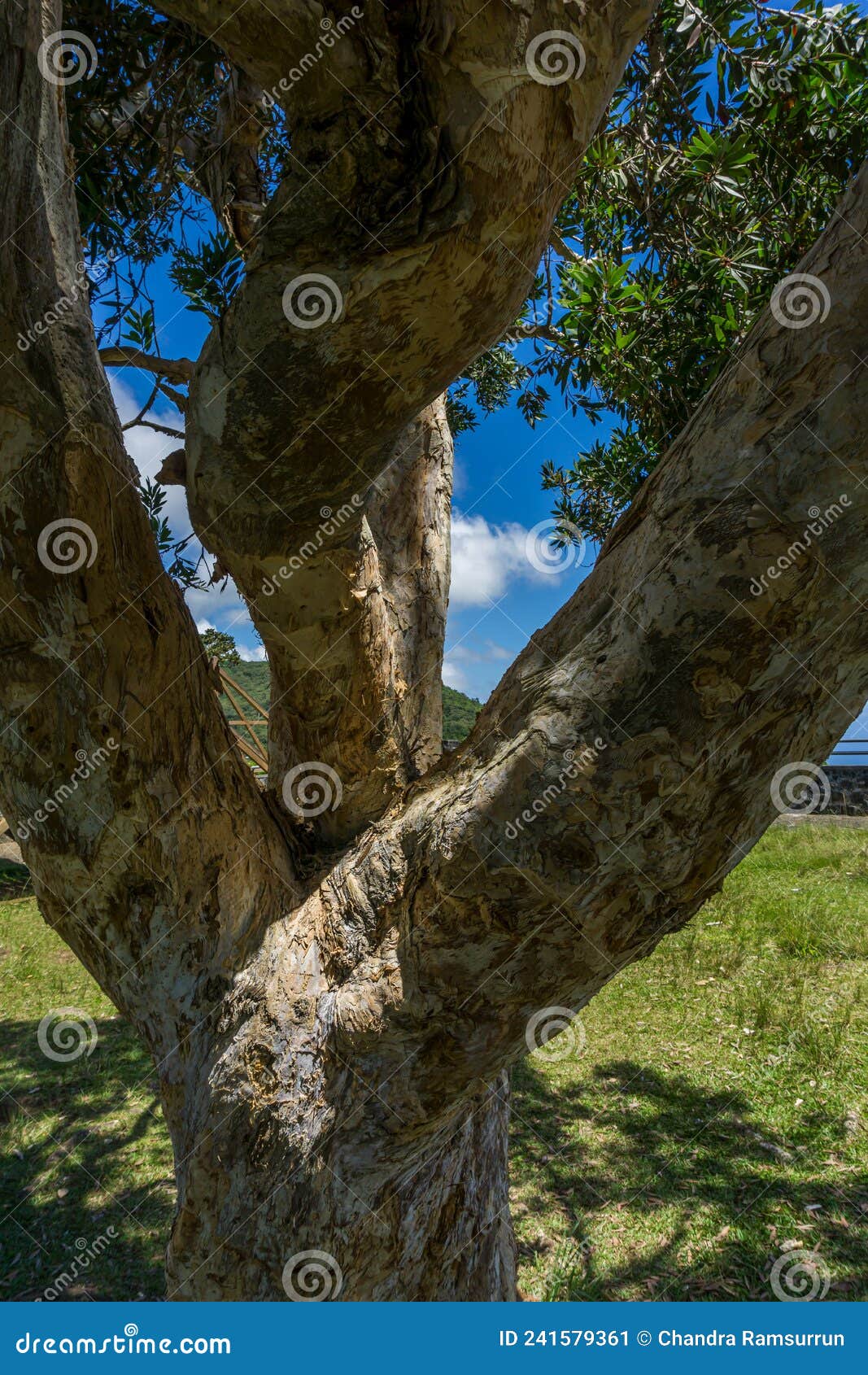 Three-pronged Tree in an Open Field Stock Image - Image of woods ...