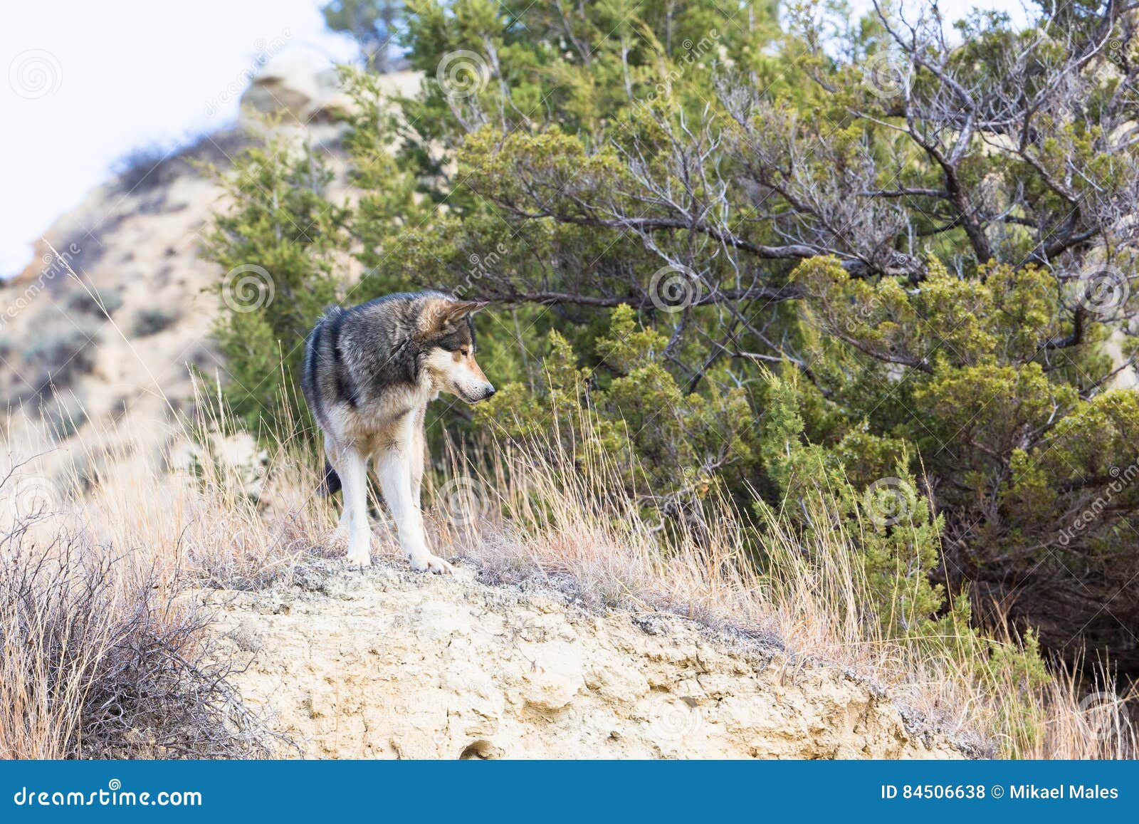 Landscape of timber wolf stock photo. Image of landscape - 84506638
