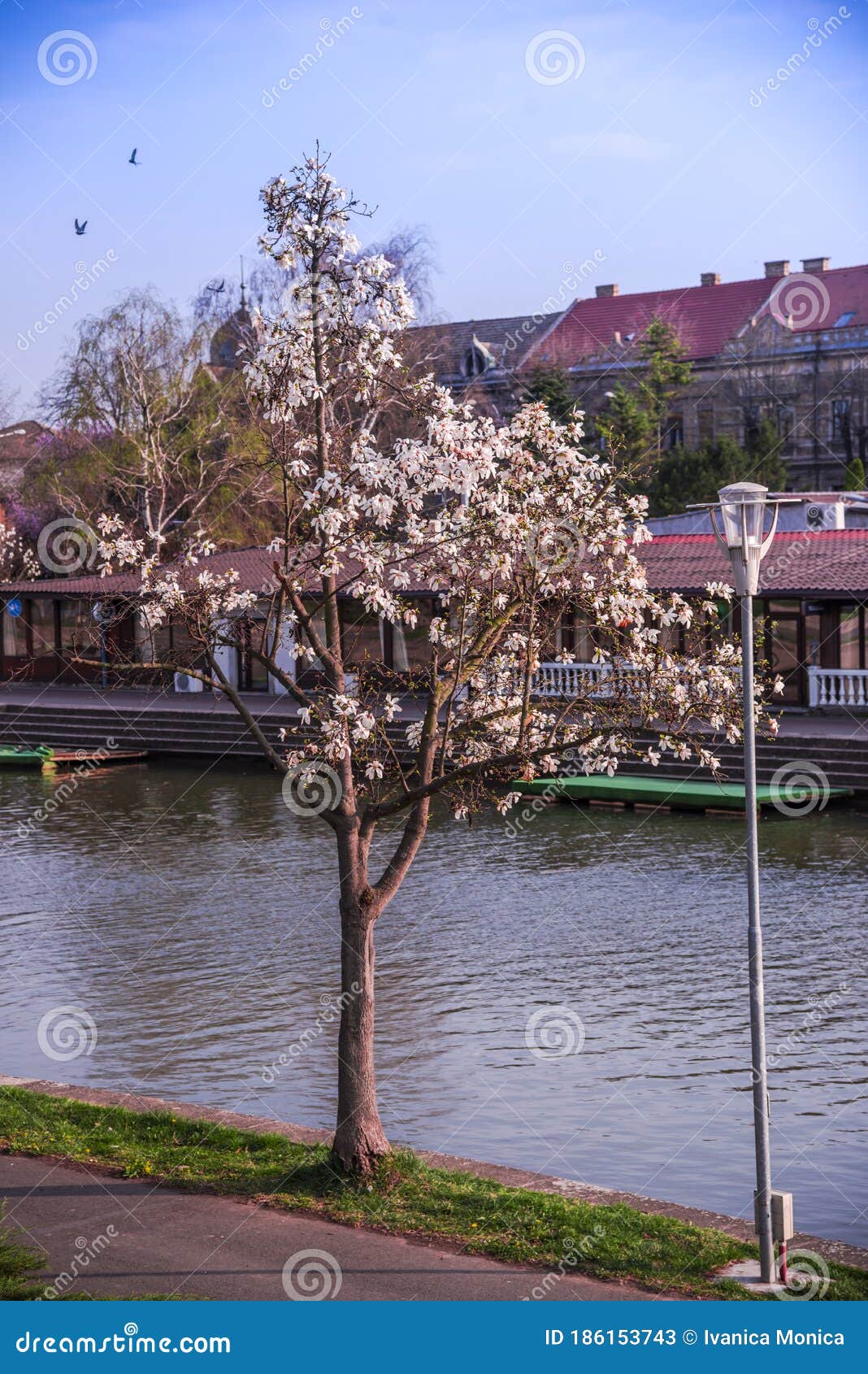 Landscape in Timisoara at the Springtime, Romania Stock Image - Image ...
