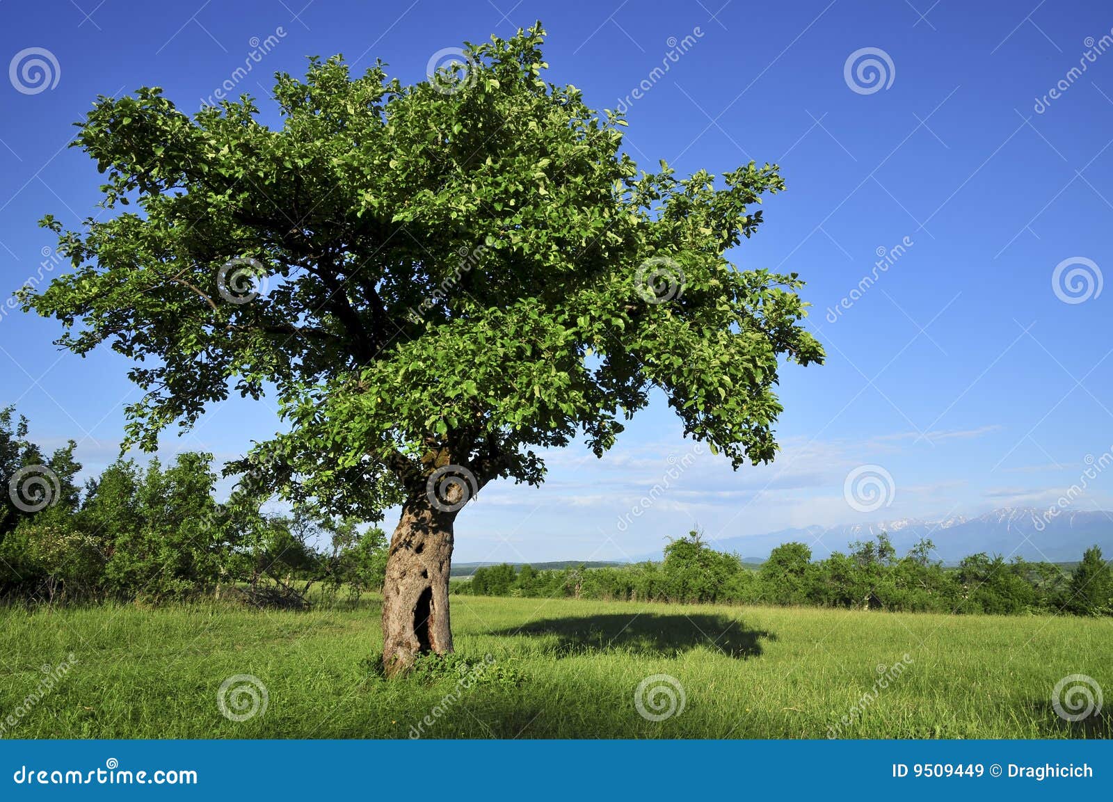 Landscape with tree stock image. Image of colorful, view - 9509449
