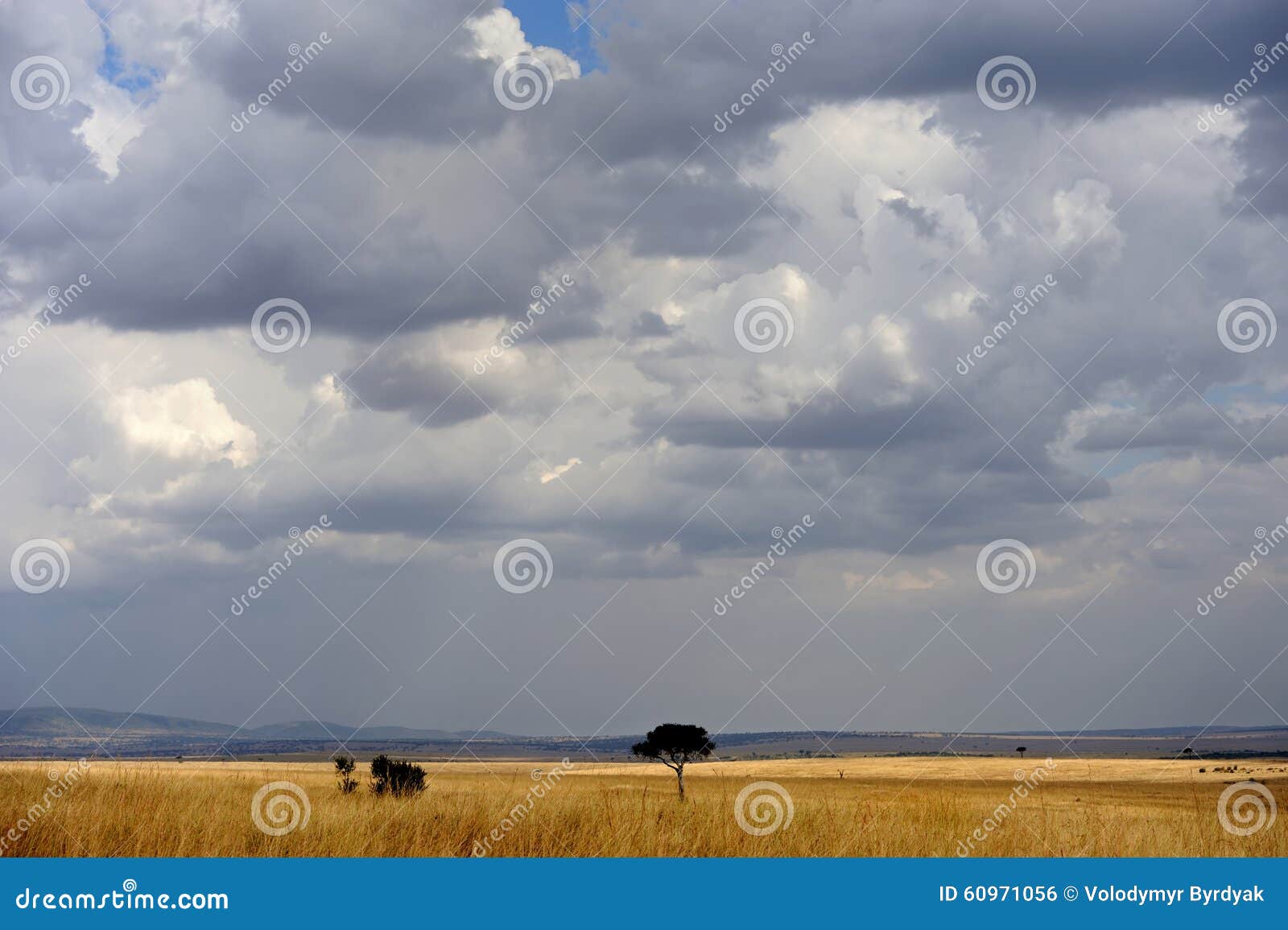 Landscape with Tree in Africa Stock Photo - Image of environment ...