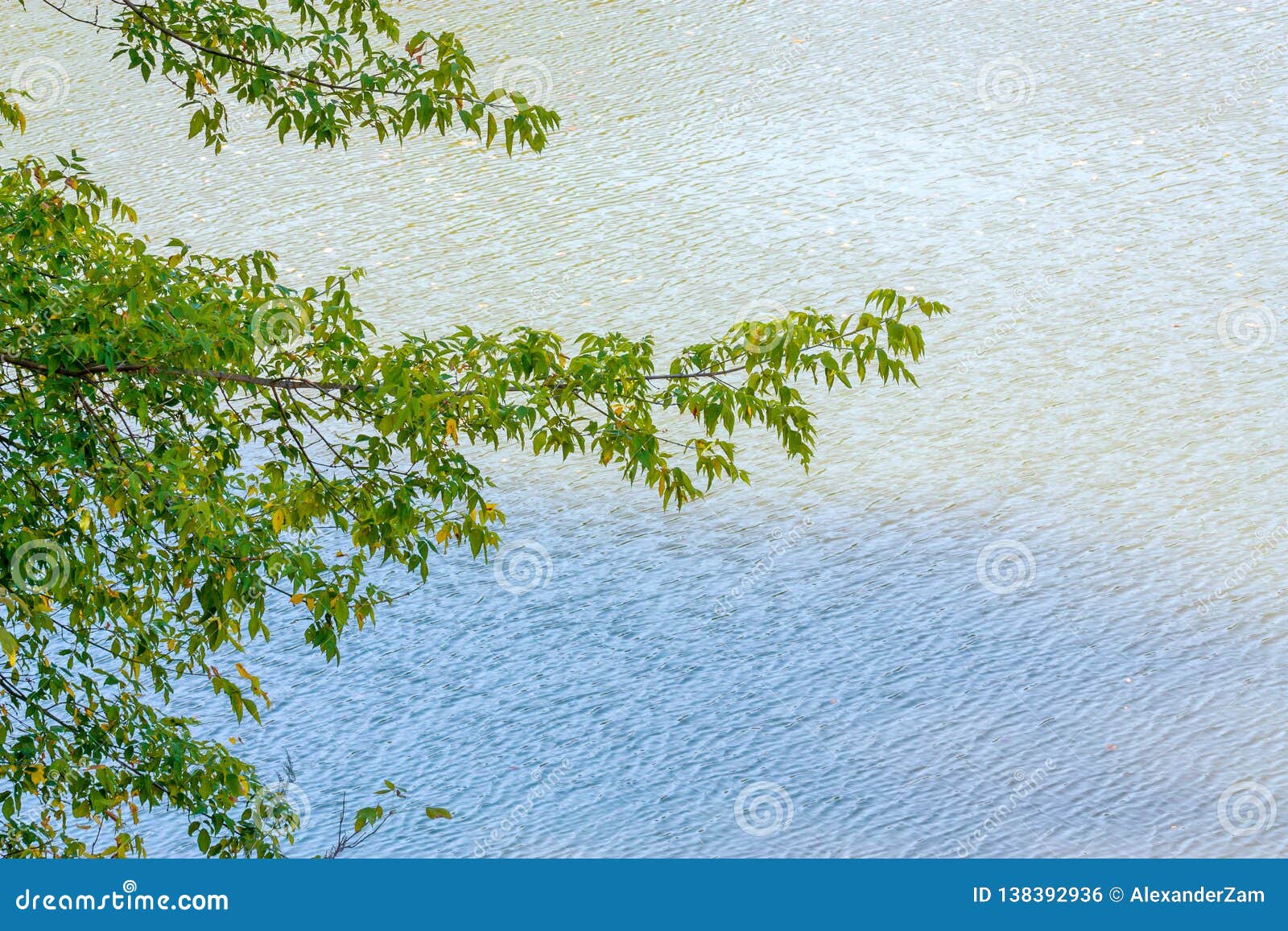 Branches over water stock photo. Image of leaves, plant - 138392936
