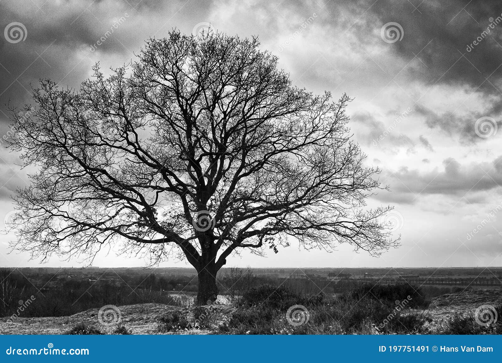 The tree and the clouds stock image. Image of landscape - 197751491