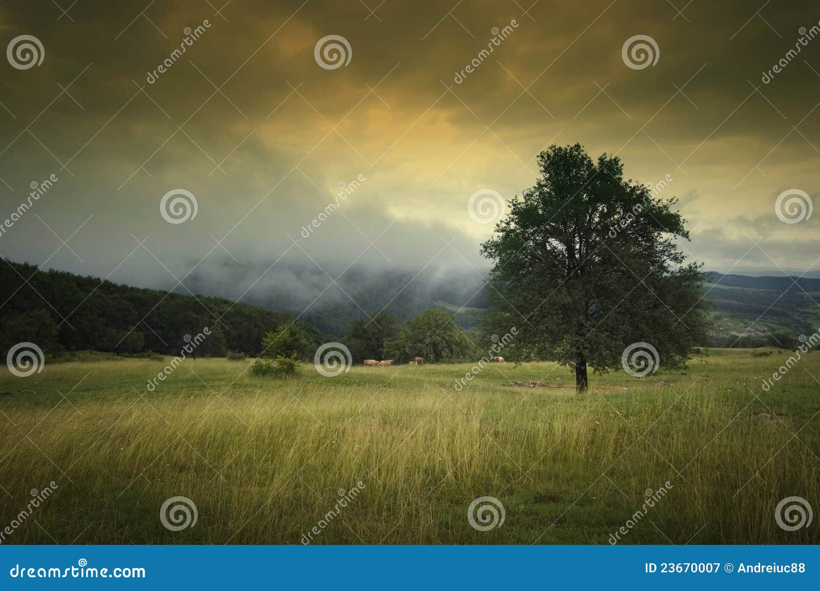 Landscape with Tree and Dramatic Sky Stock Image - Image of mist, field ...