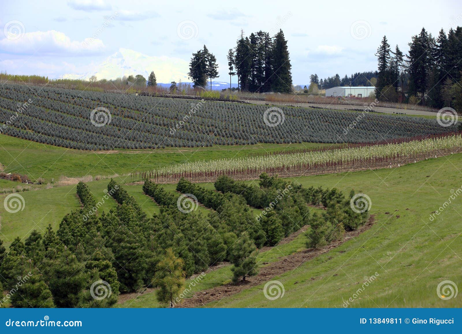 Landscape & Tree Farms. Stock Image - Image of environment, commerce ...