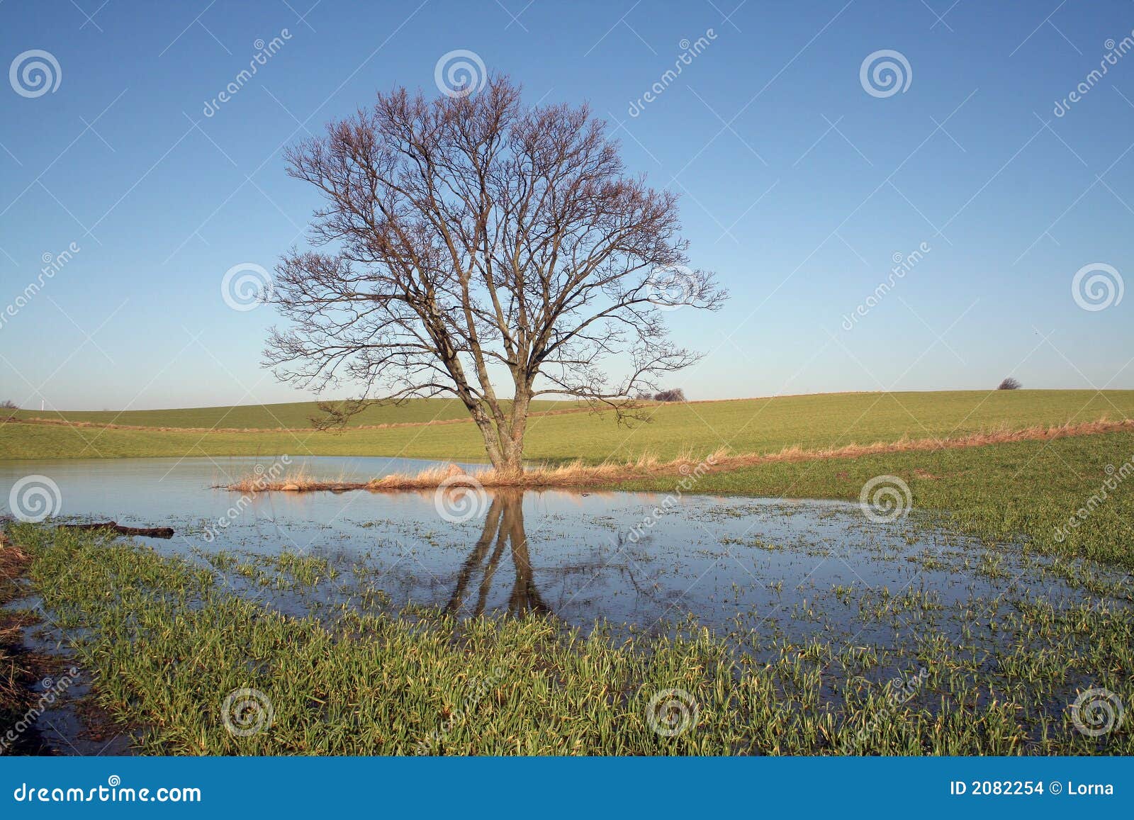 Landscape tree field stock photo. Image of nature, spring - 2082254