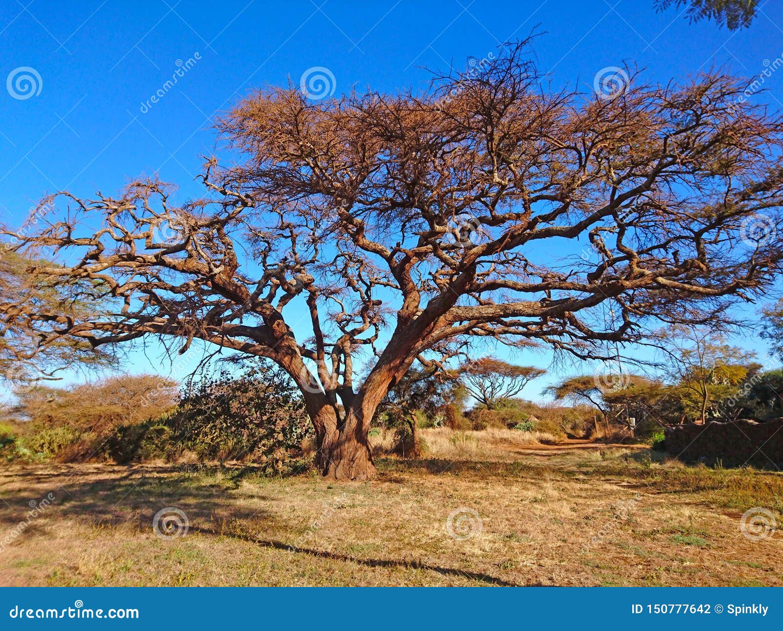 35,897 Landscape Tree Foreground Photos - Free & Royalty-Free Stock ...