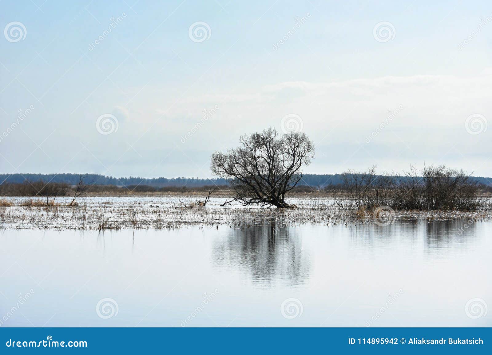 Landscape Tree Grows in a Field with Water from a River Stock Photo ...