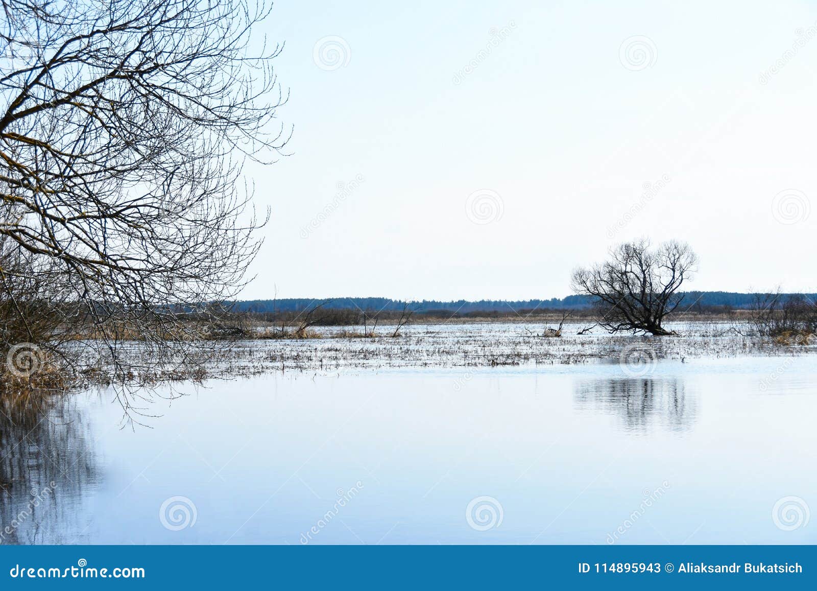 Landscape Tree Grows in a Field with Water from a River Stock Image ...