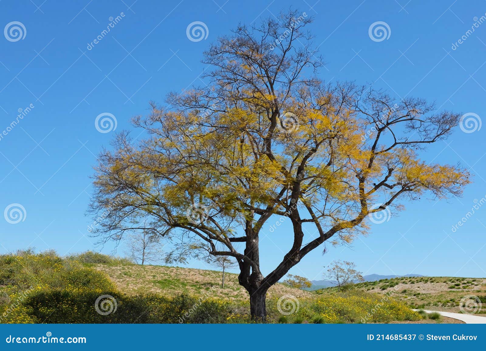 Landscape with Tree in the Irvine Bosque Area of the Great Park Stock ...