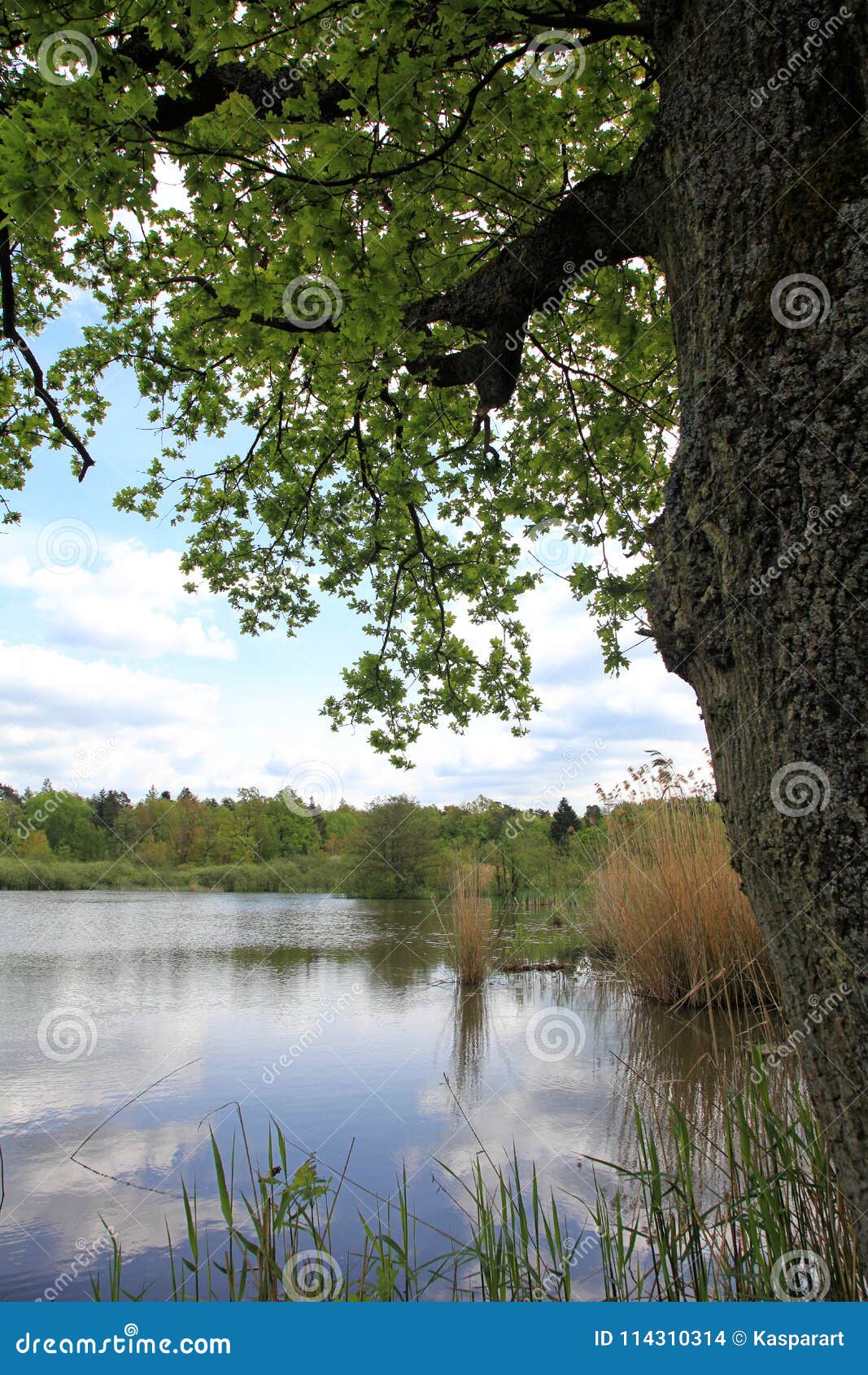 Landscape with Tree and Lake Stock Photo - Image of scene, small: 114310314