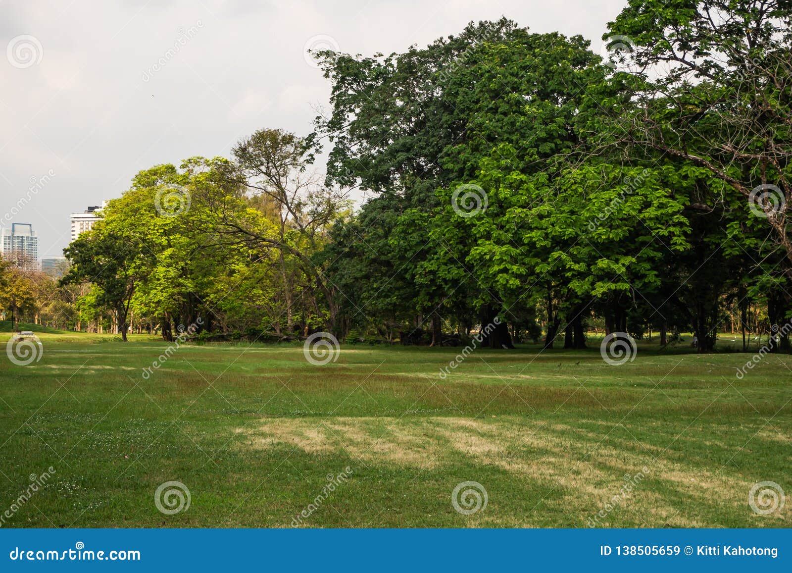 Landscape of Tree in the Park Stock Image - Image of summer, foliage ...