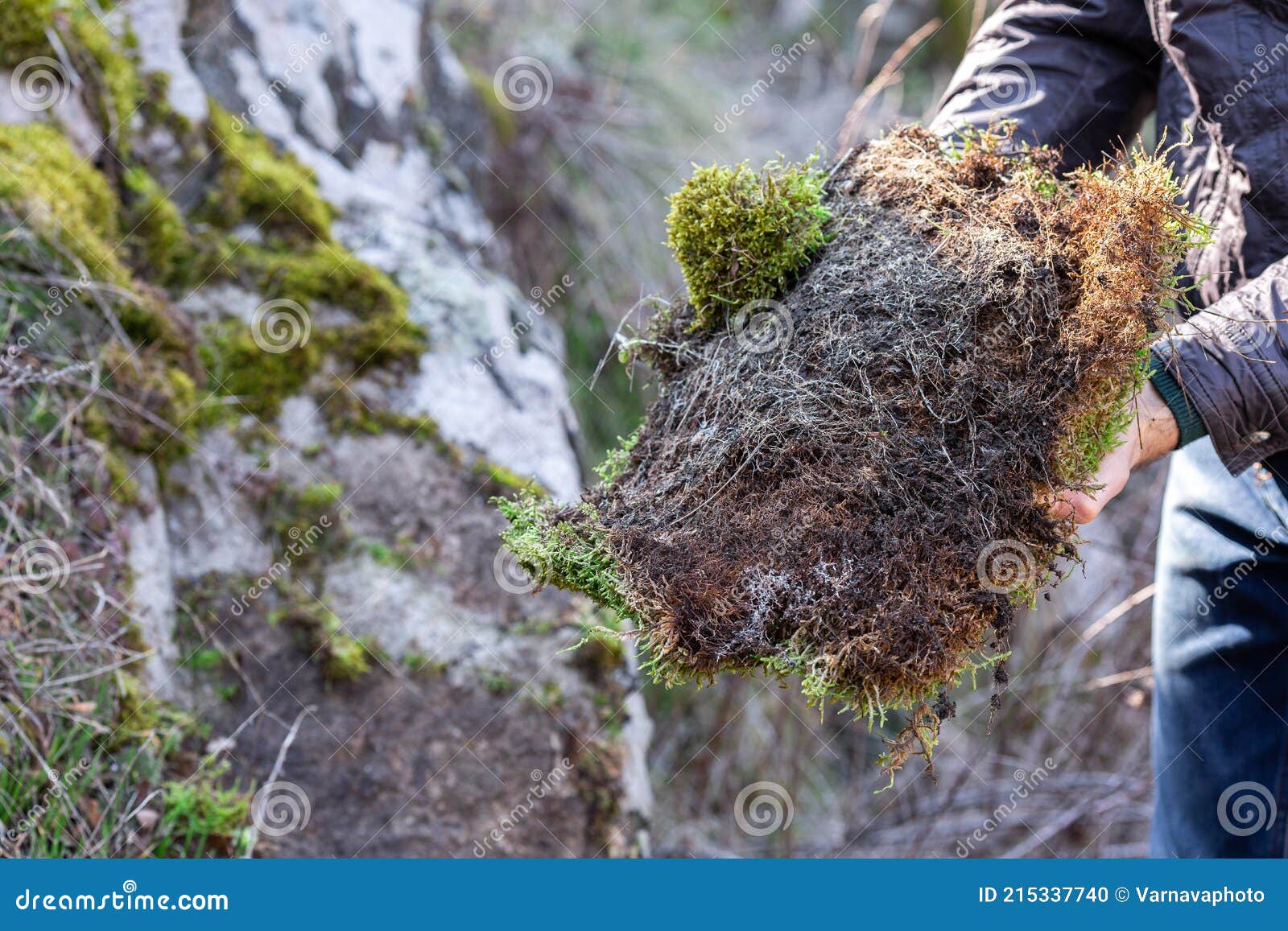 Landscape with Tree Roots with Moss on Forest Stock Photo - Image of ...