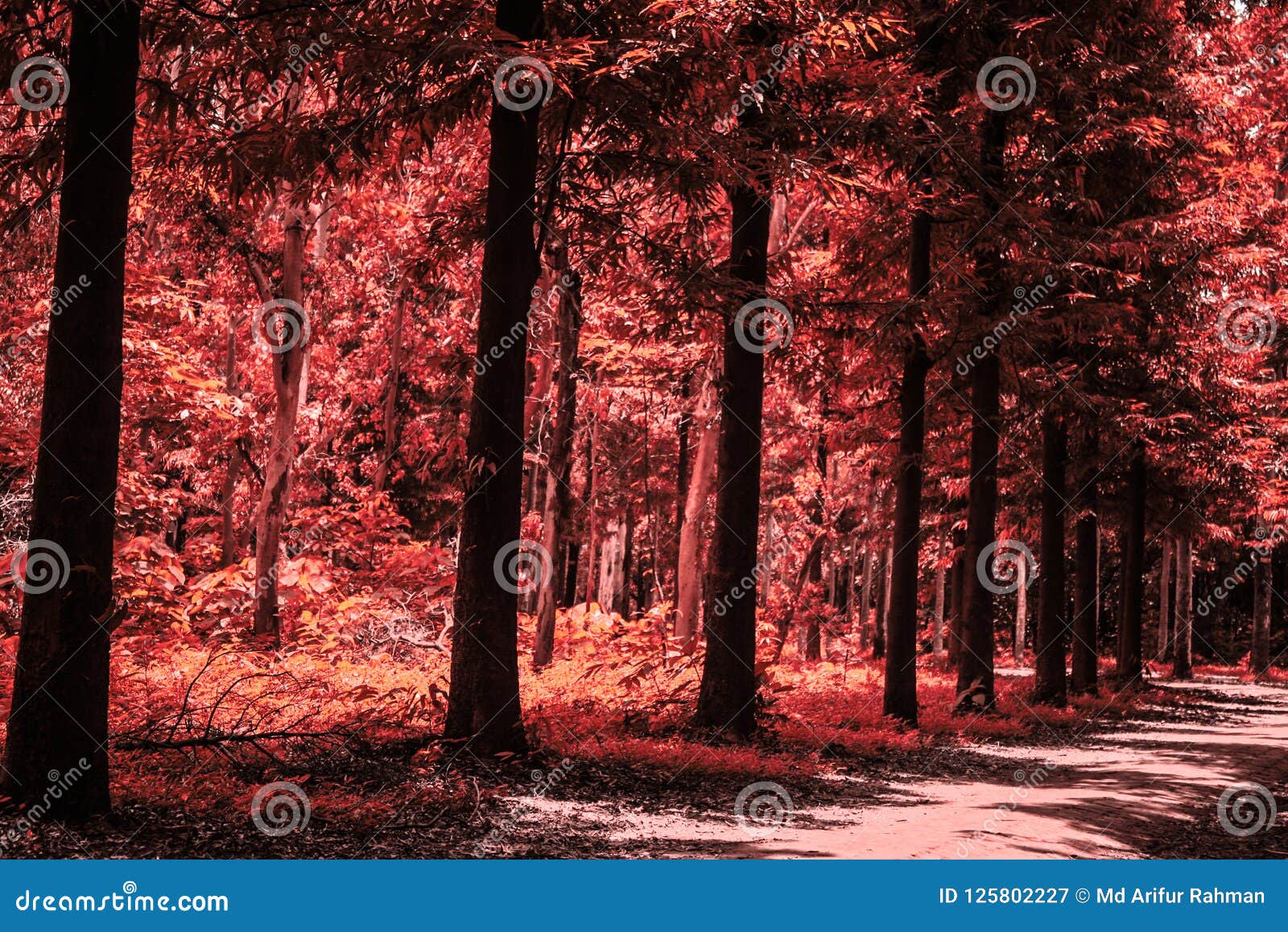 Landscape of Tree rows stock image. Image of bali, fieldn - 125802227