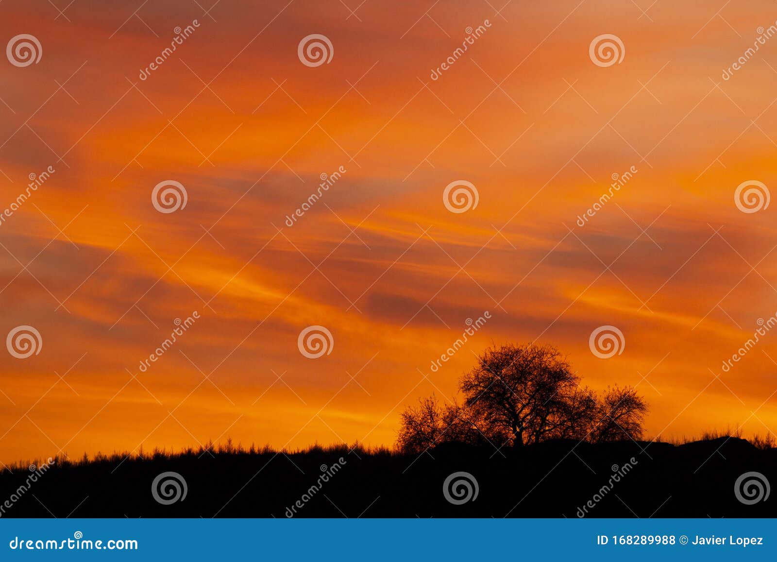 Tree Silhouette on a Cloudy Intense Orange Sunset Stock Photo - Image ...