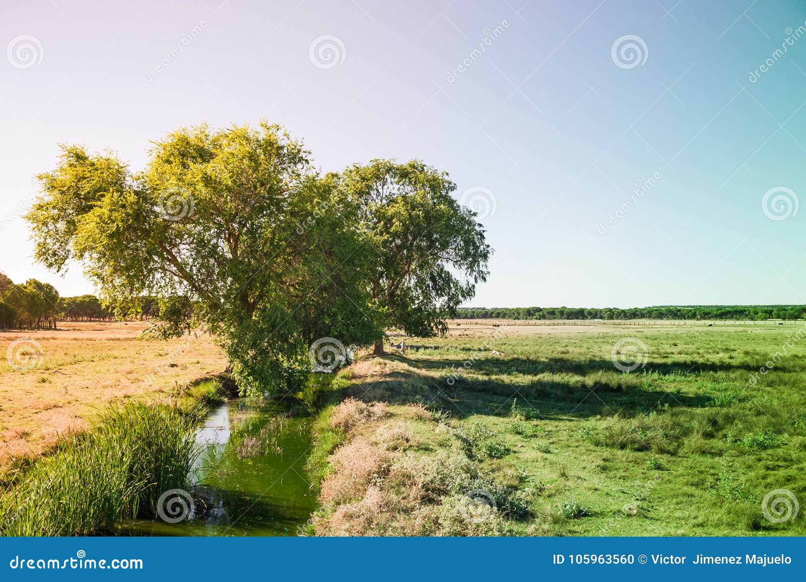 Tree and Stream in a Green Grass Field Stock Photo - Image of ...