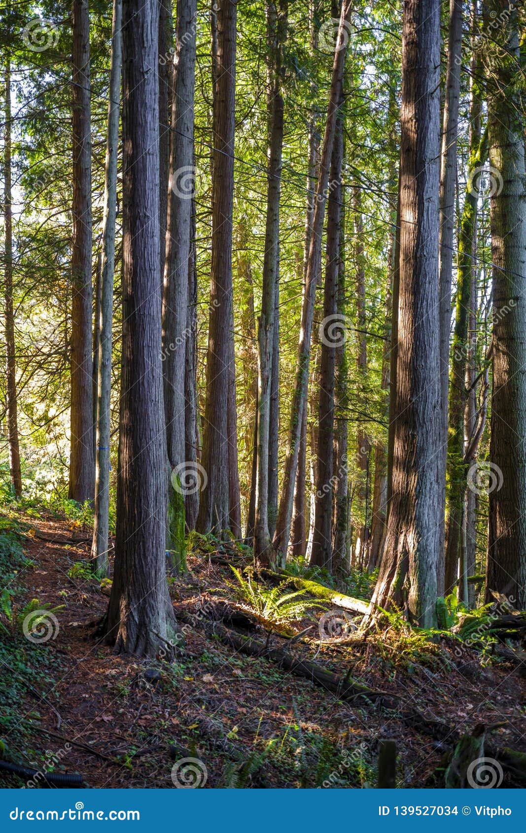 Landscape with Tree Trunks in the Forest on the Mountainside ...