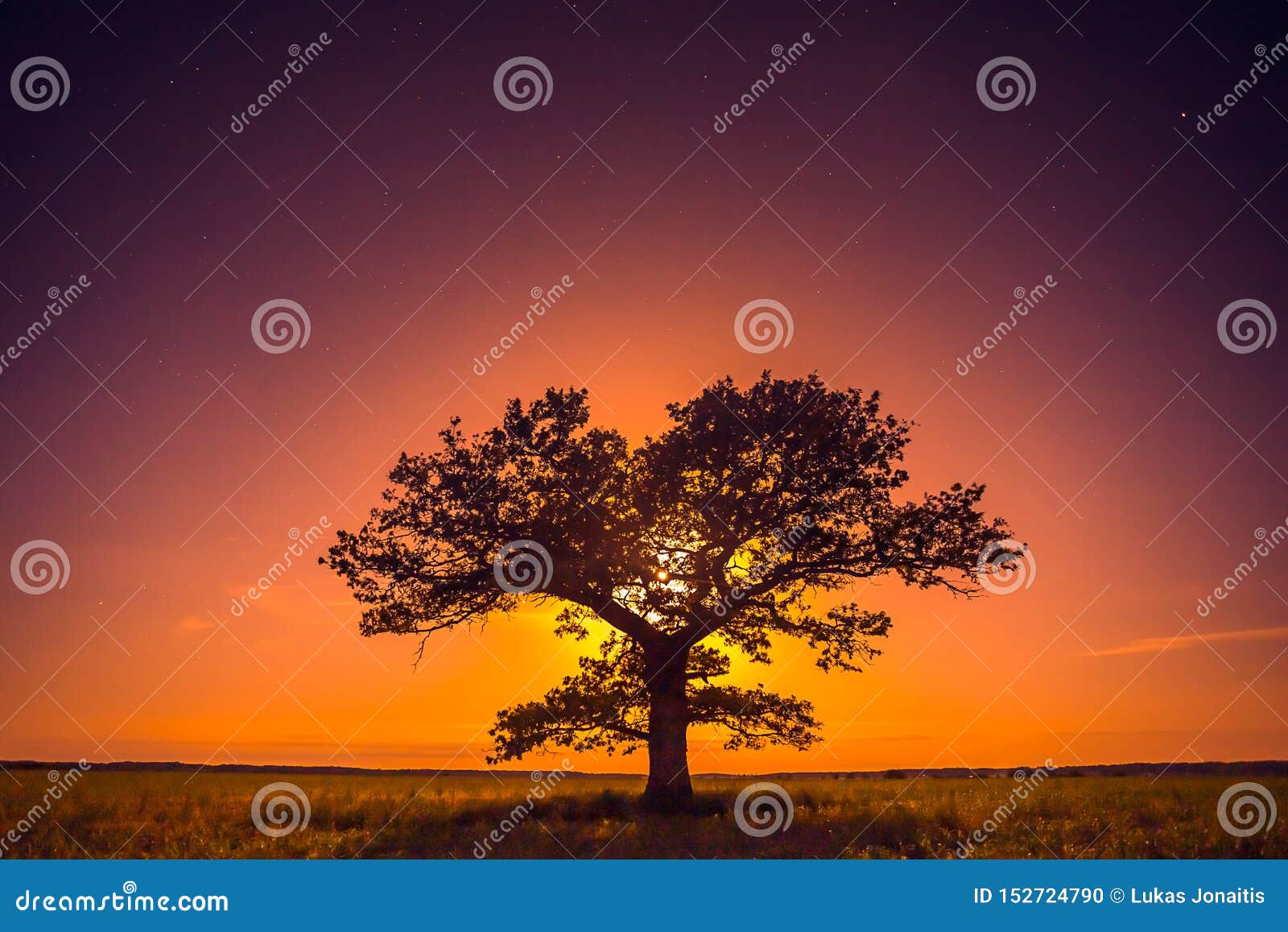 Landscape of a Tree with Warm Moon Light, Contemplation Stock Photo ...