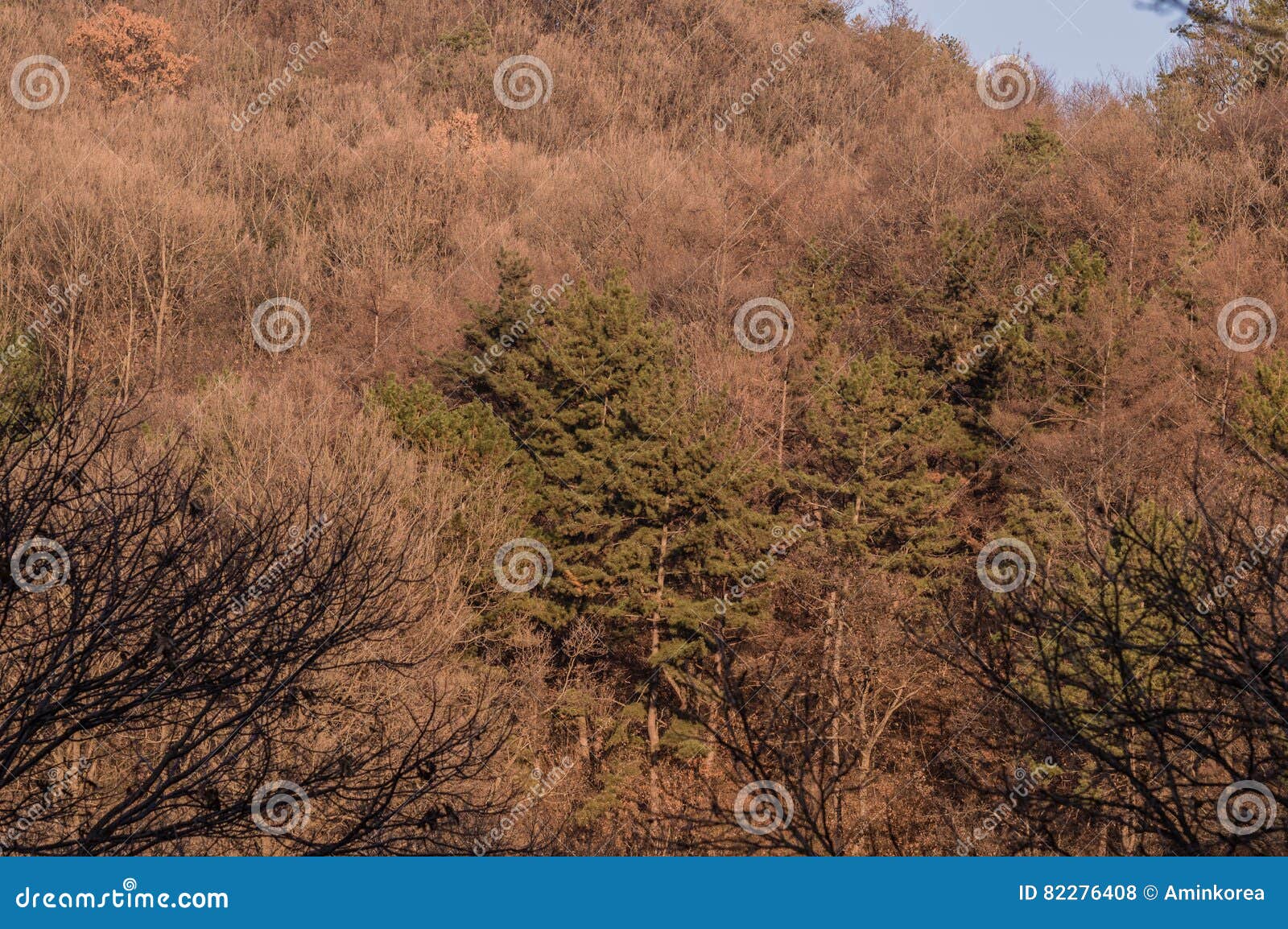 Landscape of Treeline with a Small Clearing in the Foreground Stock ...