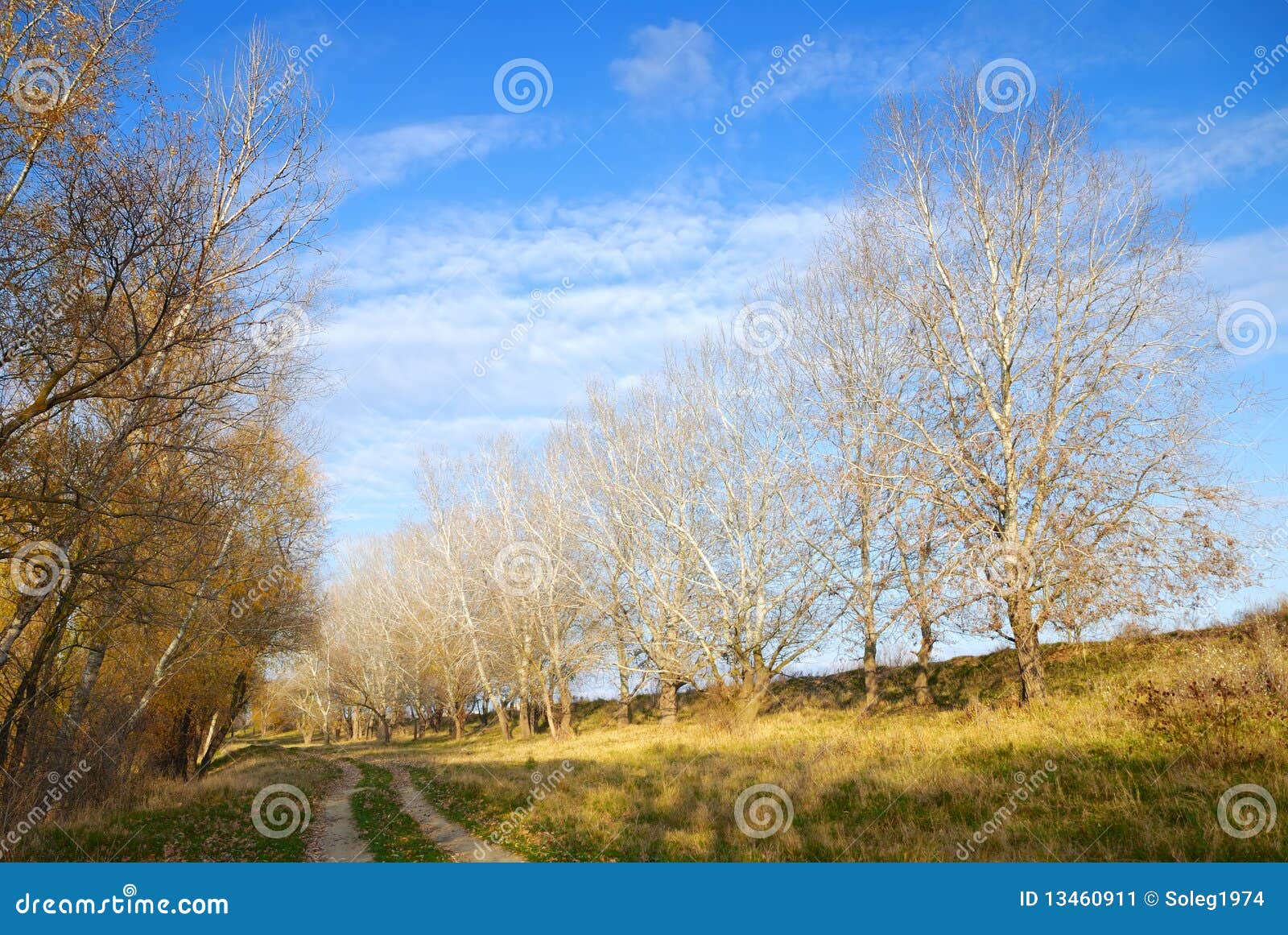 Landscape with Trees Against the Sky Stock Image - Image of beauty ...