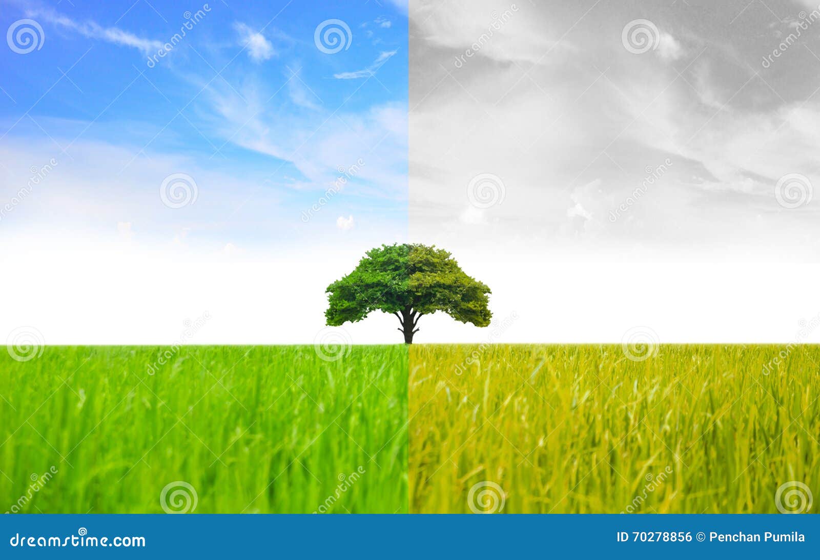 Landscape of Trees with the Changing Environment. Stock Photo - Image ...